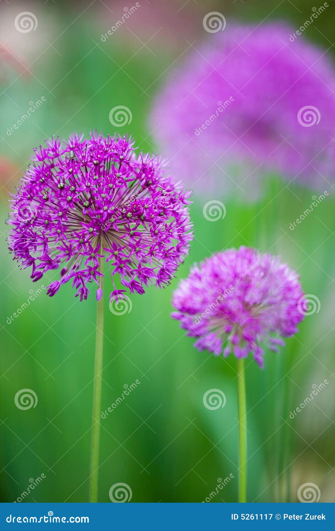 Violet Balls Picture. Image: 5261117