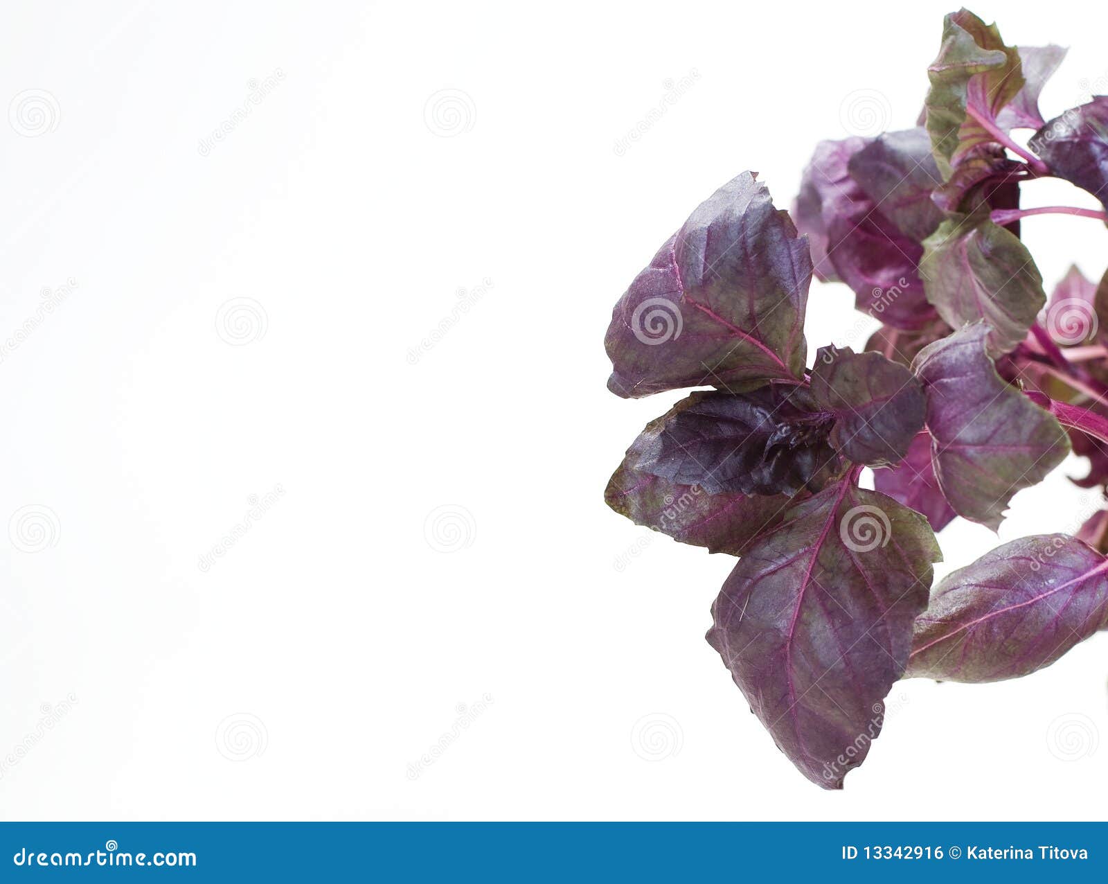 Violet basil stock photo. Image of preparation, spice - 13342916