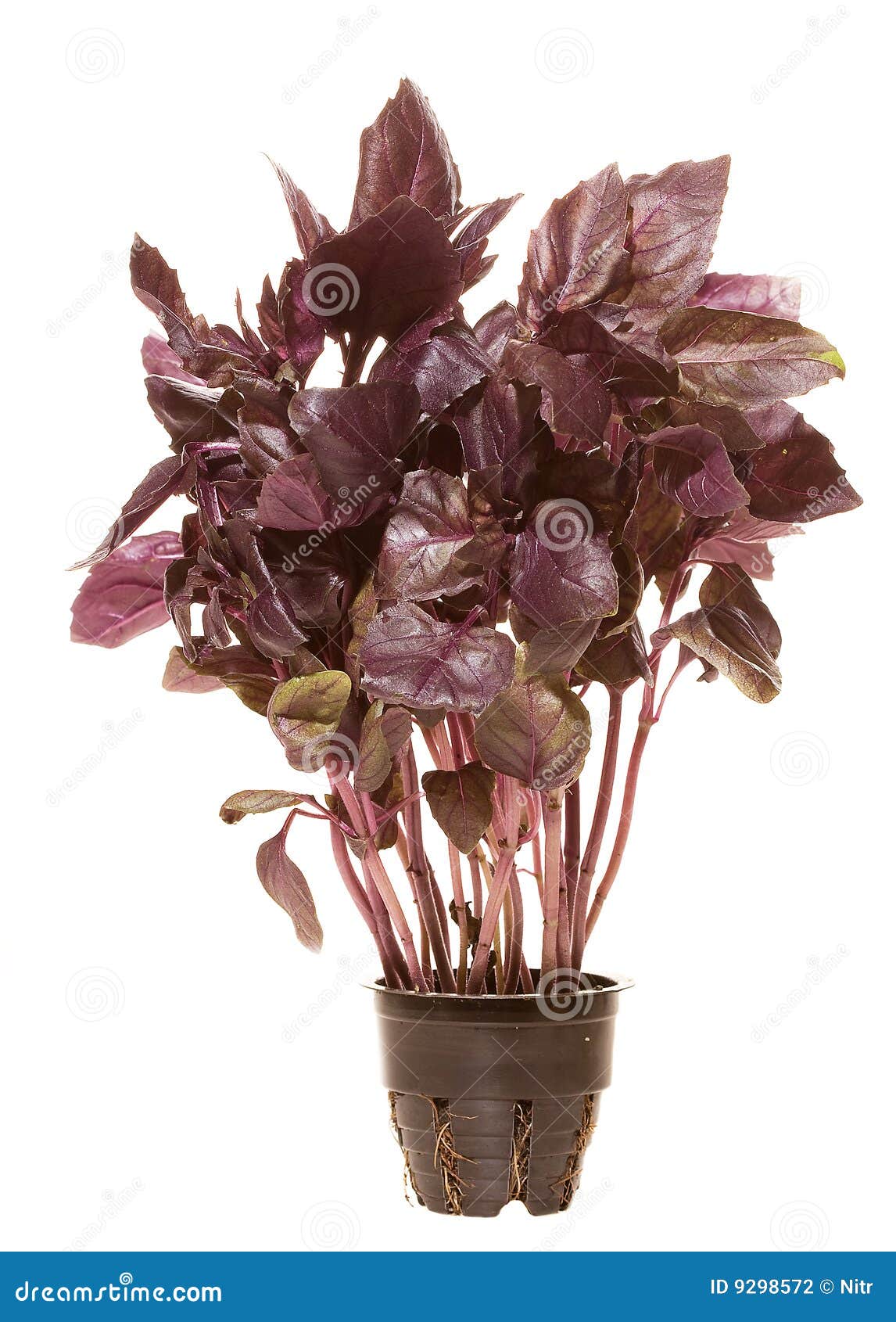 Violet basilic plant stock photo. Image of cooking, delicious - 9298572