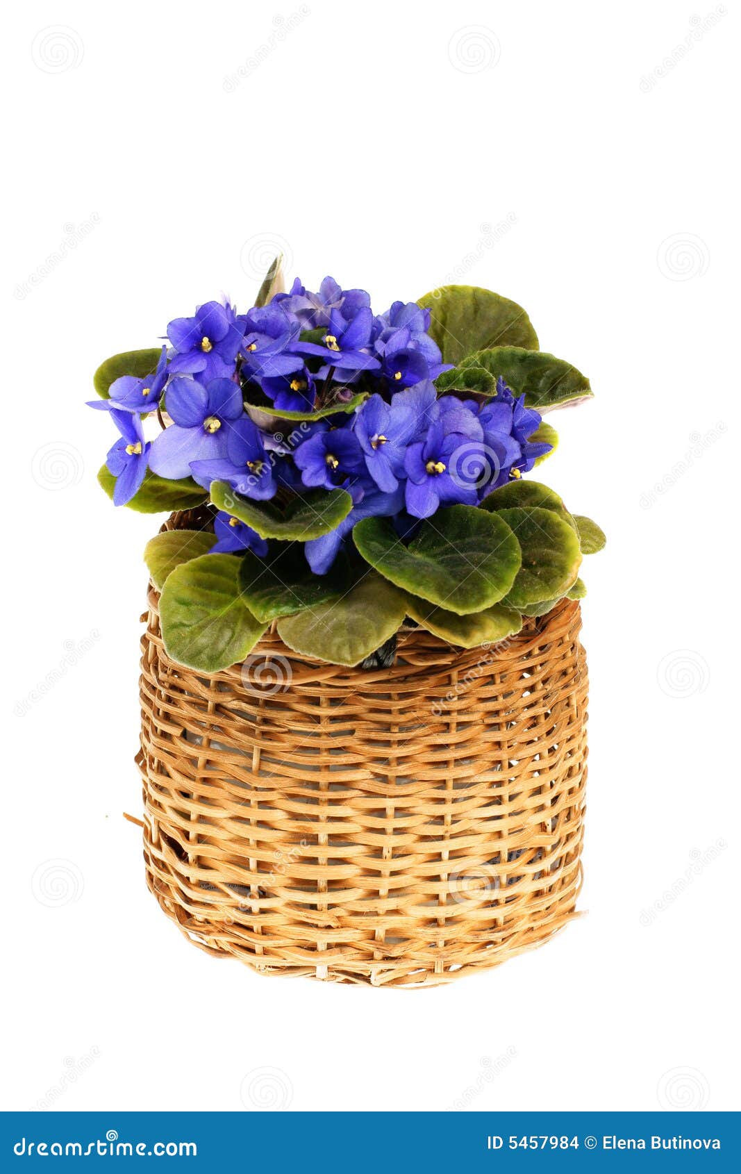 Violet in basket stock photo. Image of green, indoors - 5457984