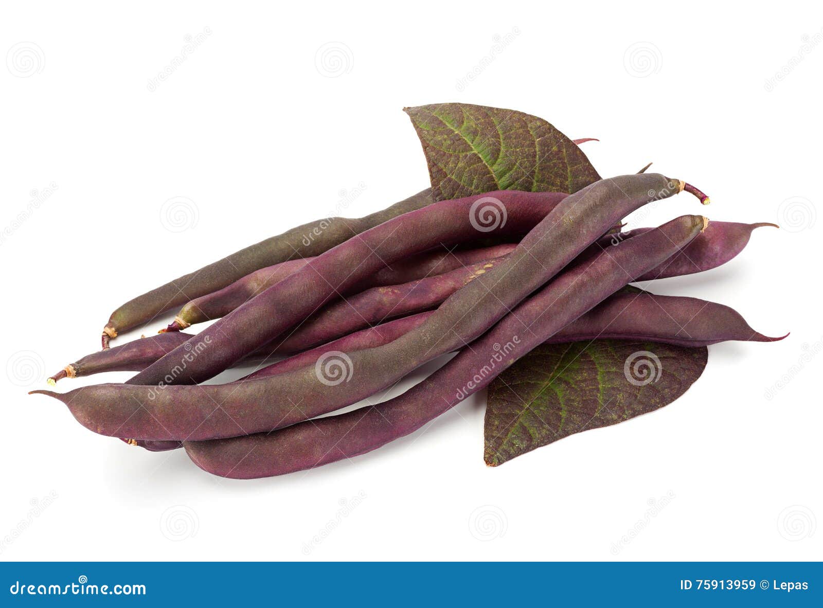 Violet bean on white stock image. Image of violet, healthy - 75913959