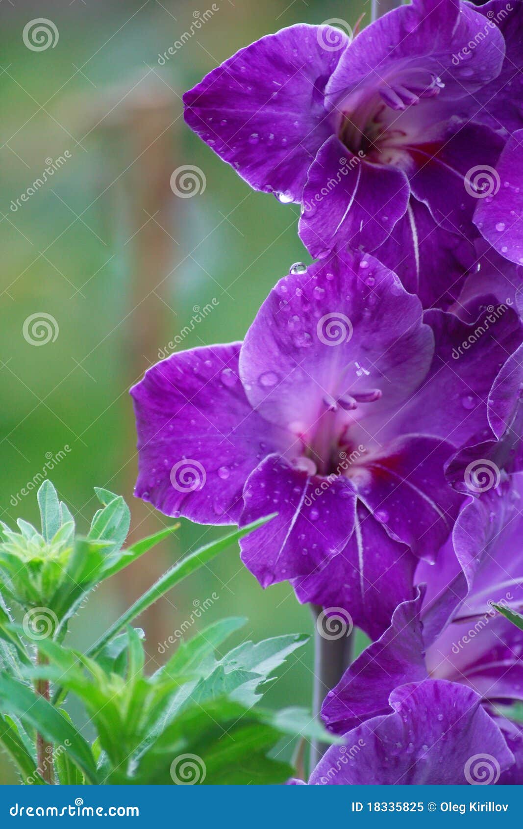 Violet beauty stock image. Image of drop, color, petal - 18335825