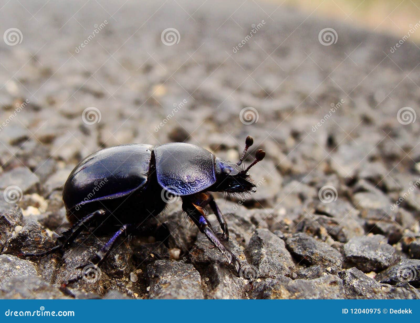 Violet beetle stock image. Image of invertebrate, black - 12040975