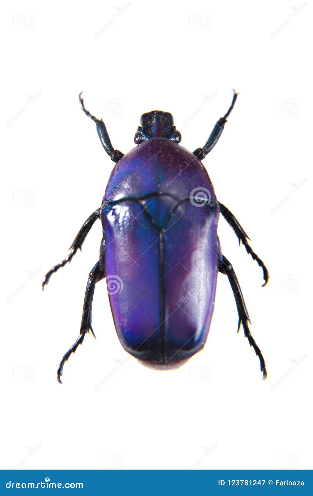 Violet Beetle on the White Background Editorial Photography - Image of ...