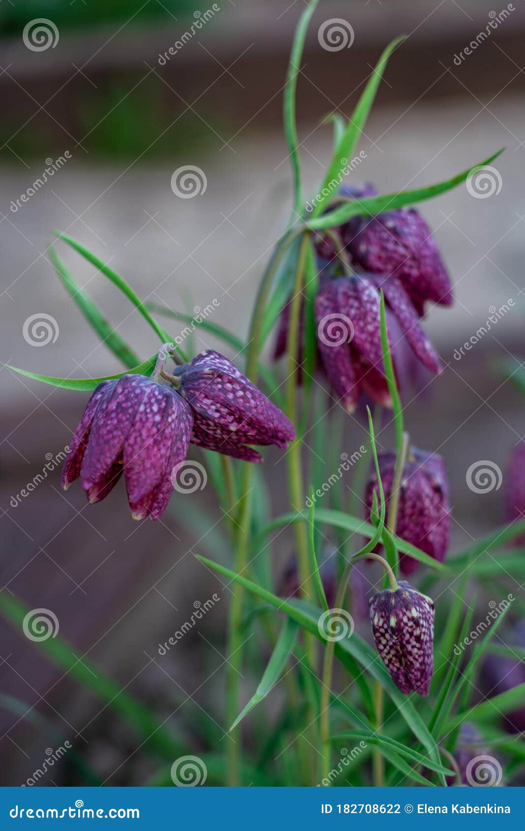 Violet Bell-flower in the Garden in Spring Stock Photo - Image of ...