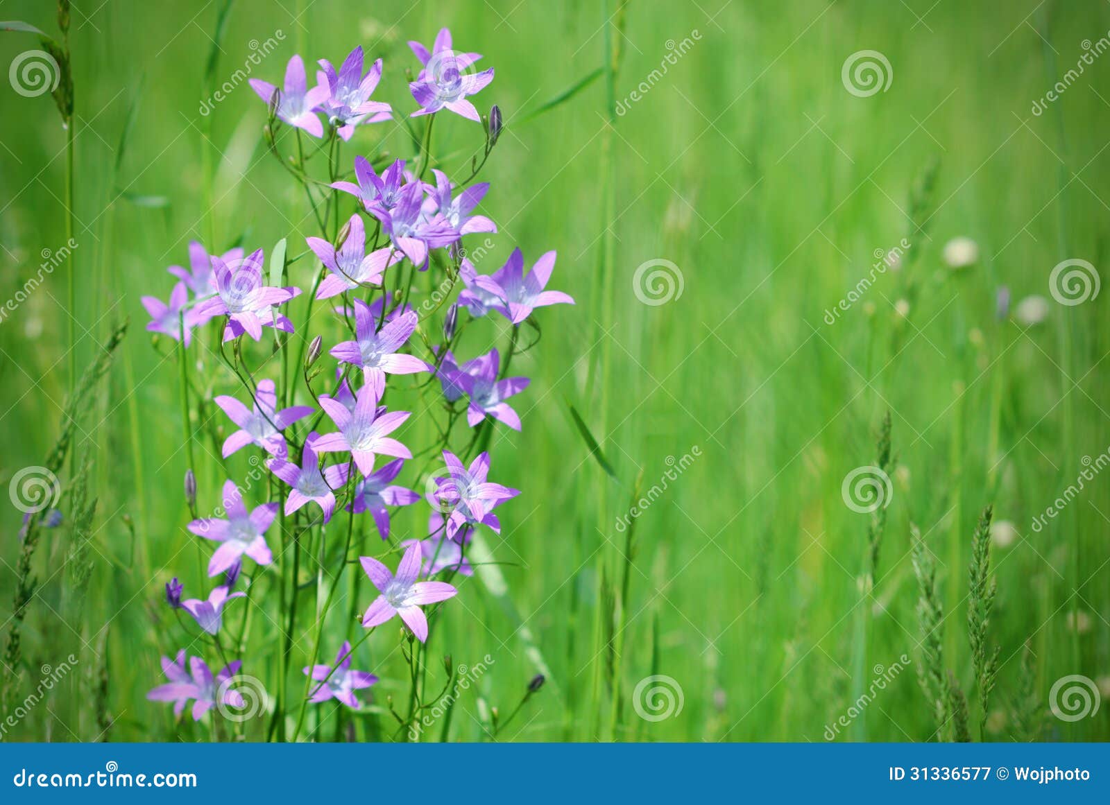 Violet Bell-flower in Green Meadow Stock Image - Image of bellflower ...