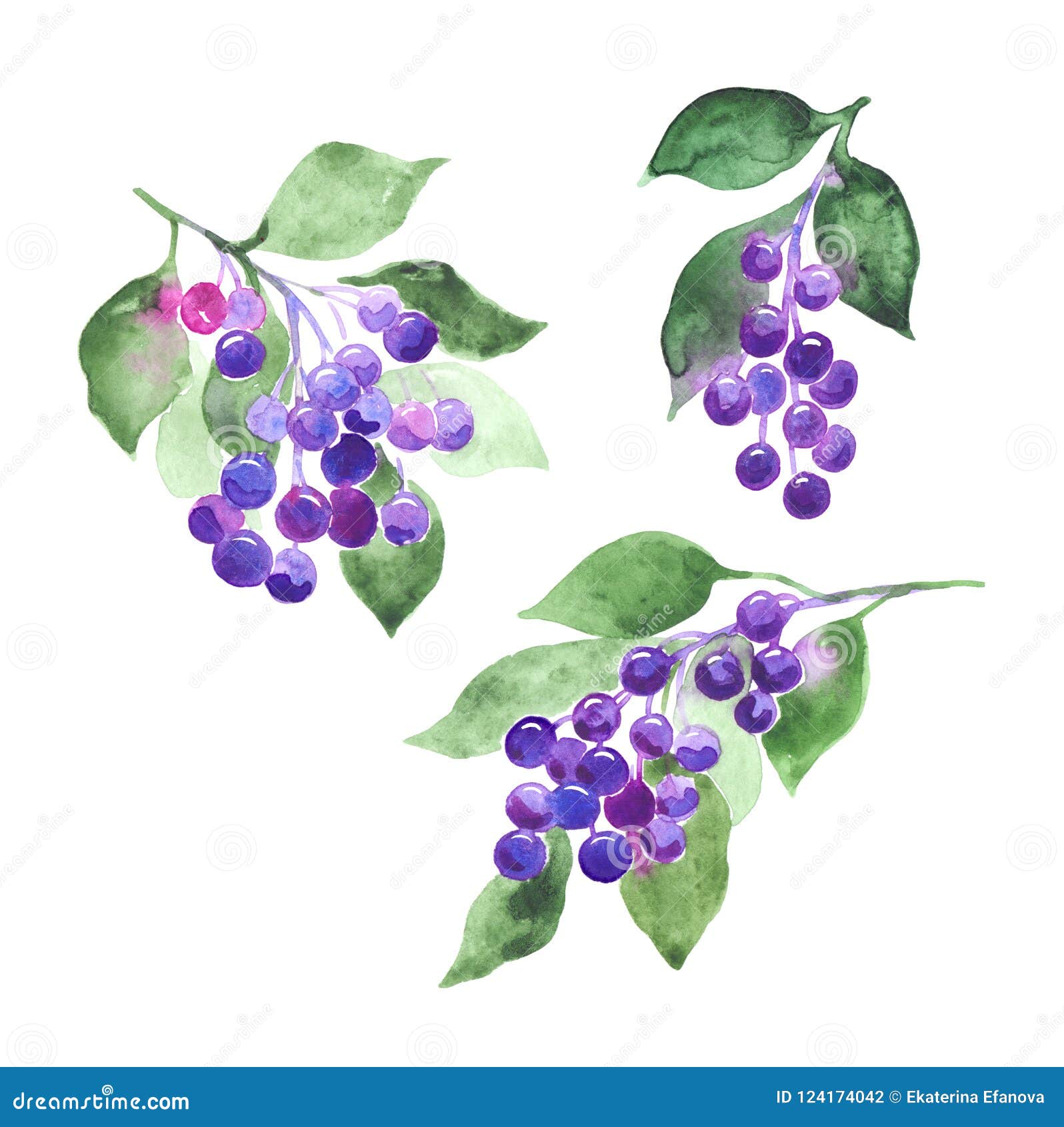 Violet Berries Twigs Set, Shadberry or Currant Branches Stock ...