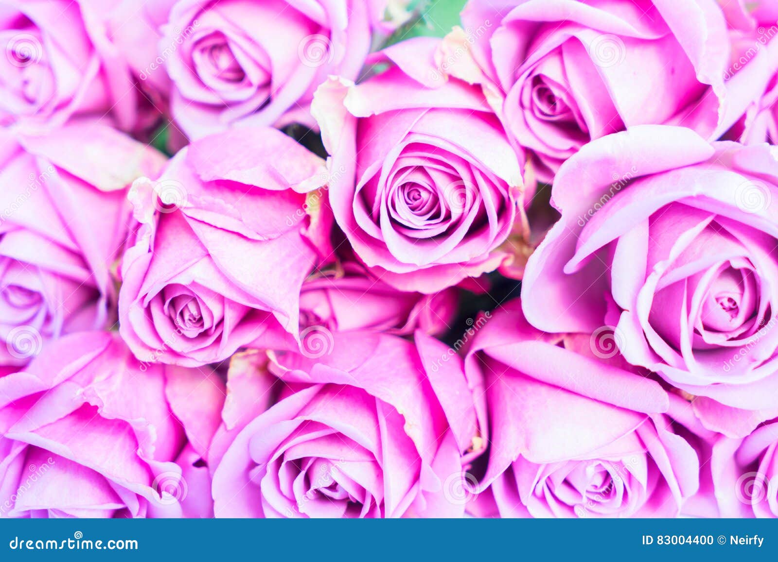 Violet blooming roses stock photo. Image of natural, flower - 83004400