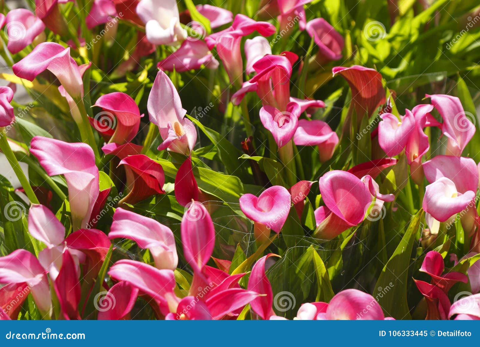 Calla lily flowers stock image. Image of calla, north - 106333445