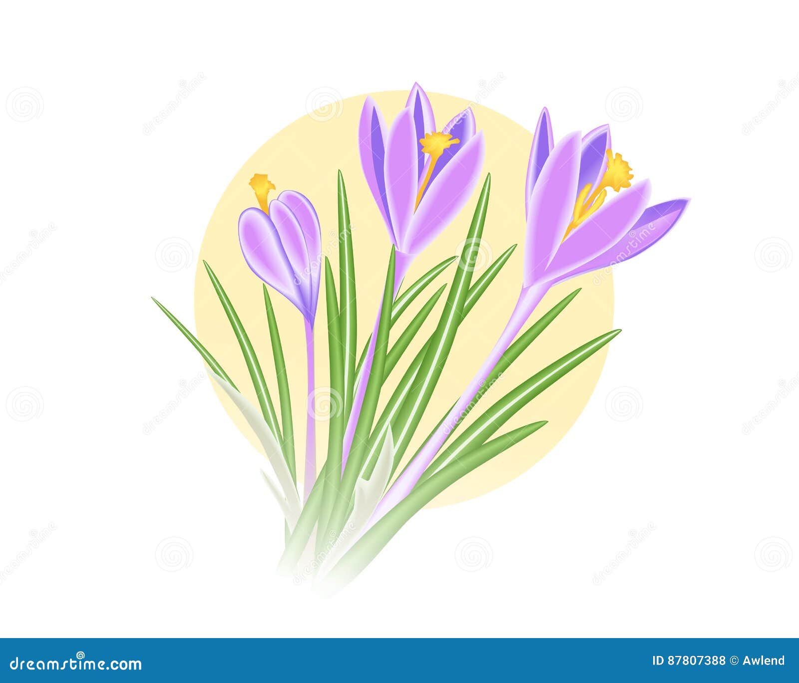 Violet-blue Crocus Spring Flower Stock Vector - Illustration of ...