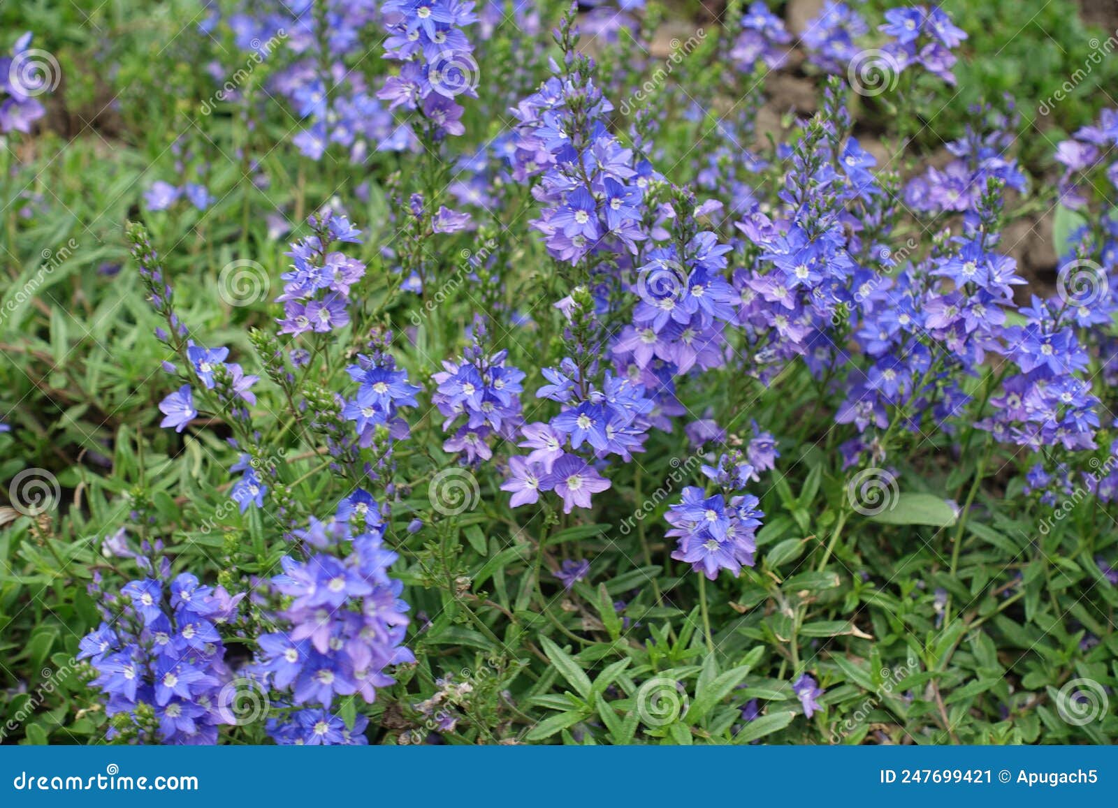Violet and Blue Flowers of Prostrate Speedwell Stock Image - Image of ...