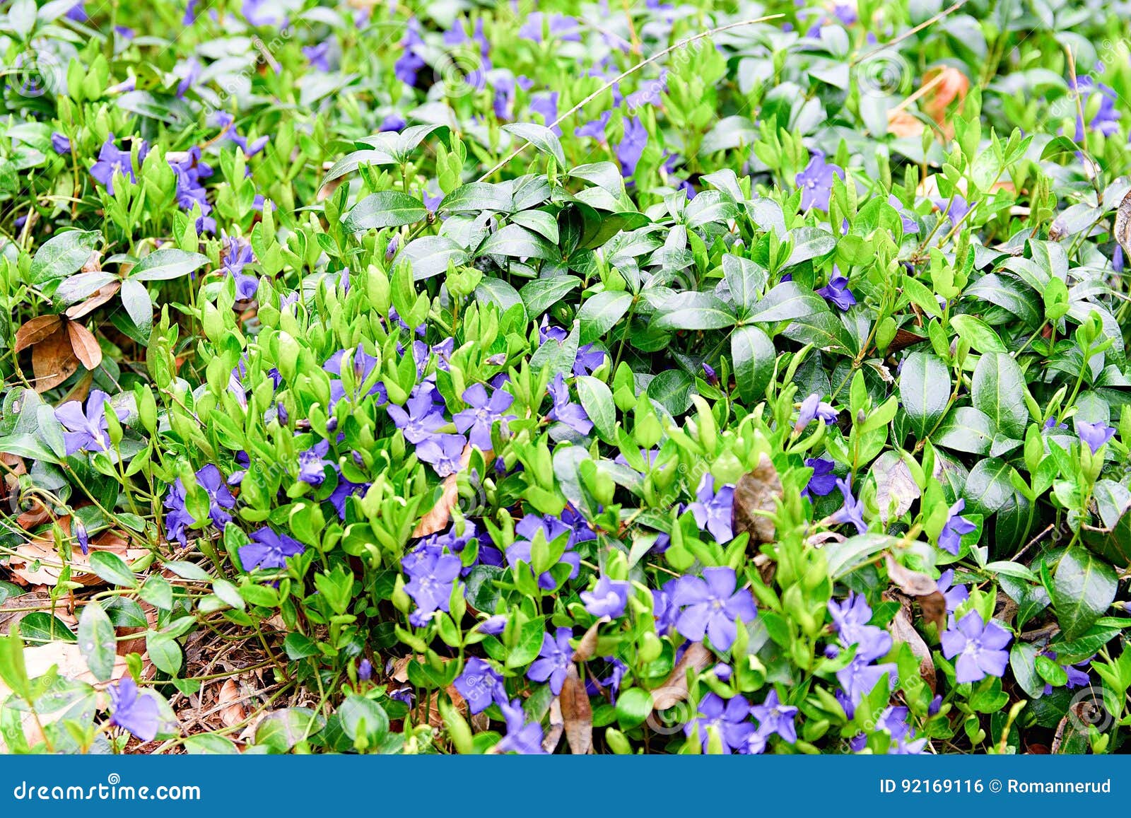 Violet Blue-violet Flowers. Green and Violet Background Stock Photo ...