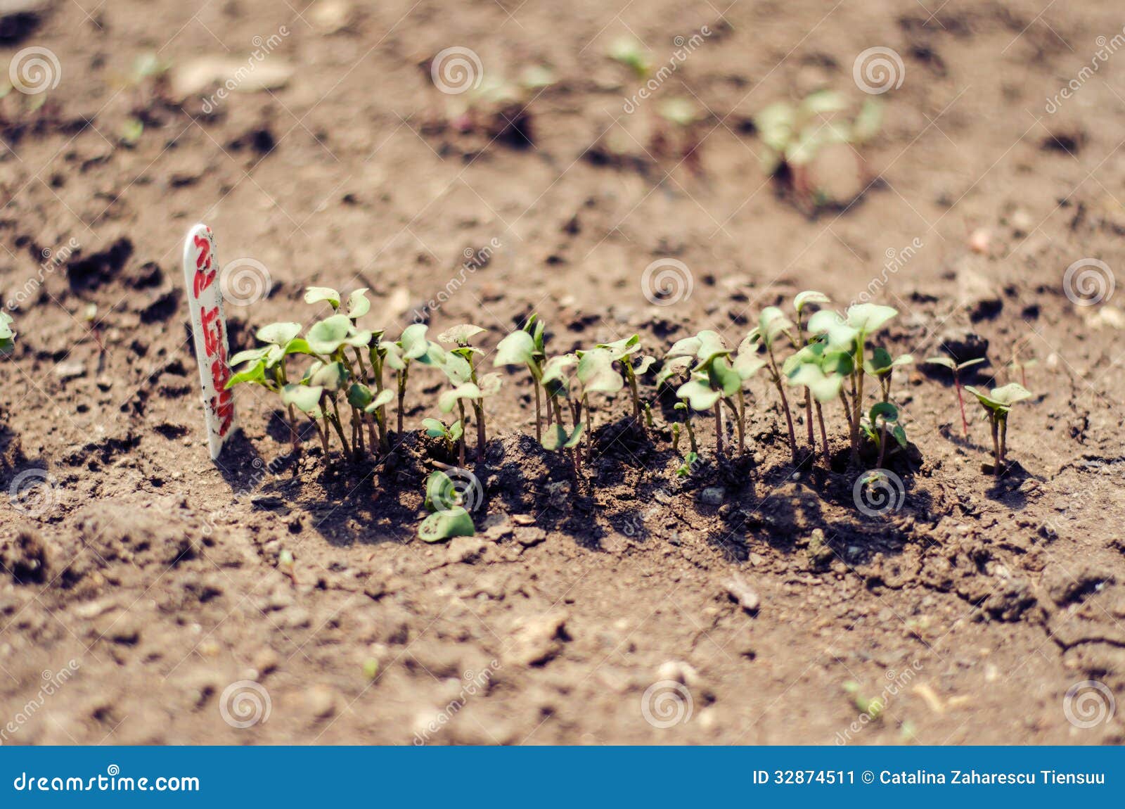 Violet broccoli sprouts stock image. Image of growing - 32874511