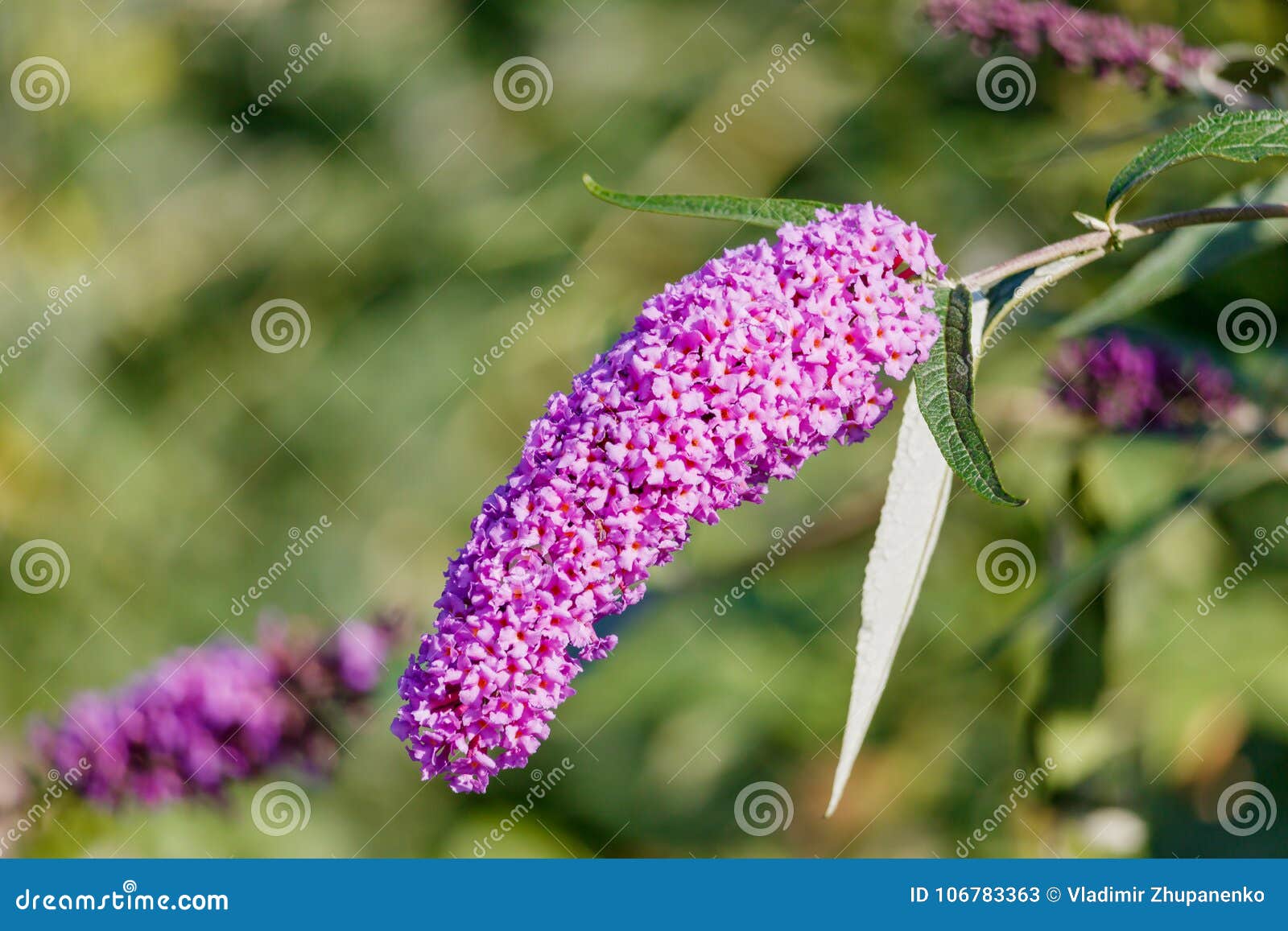 Violet Buddleja Flower Closeup on a Sunny Day Stock Image - Image of ...
