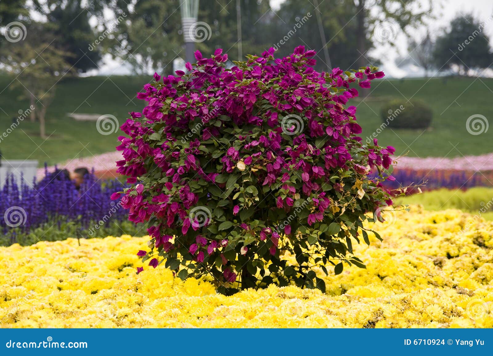 Violet bush stock photo. Image of bush, yellow, bushes - 6710924