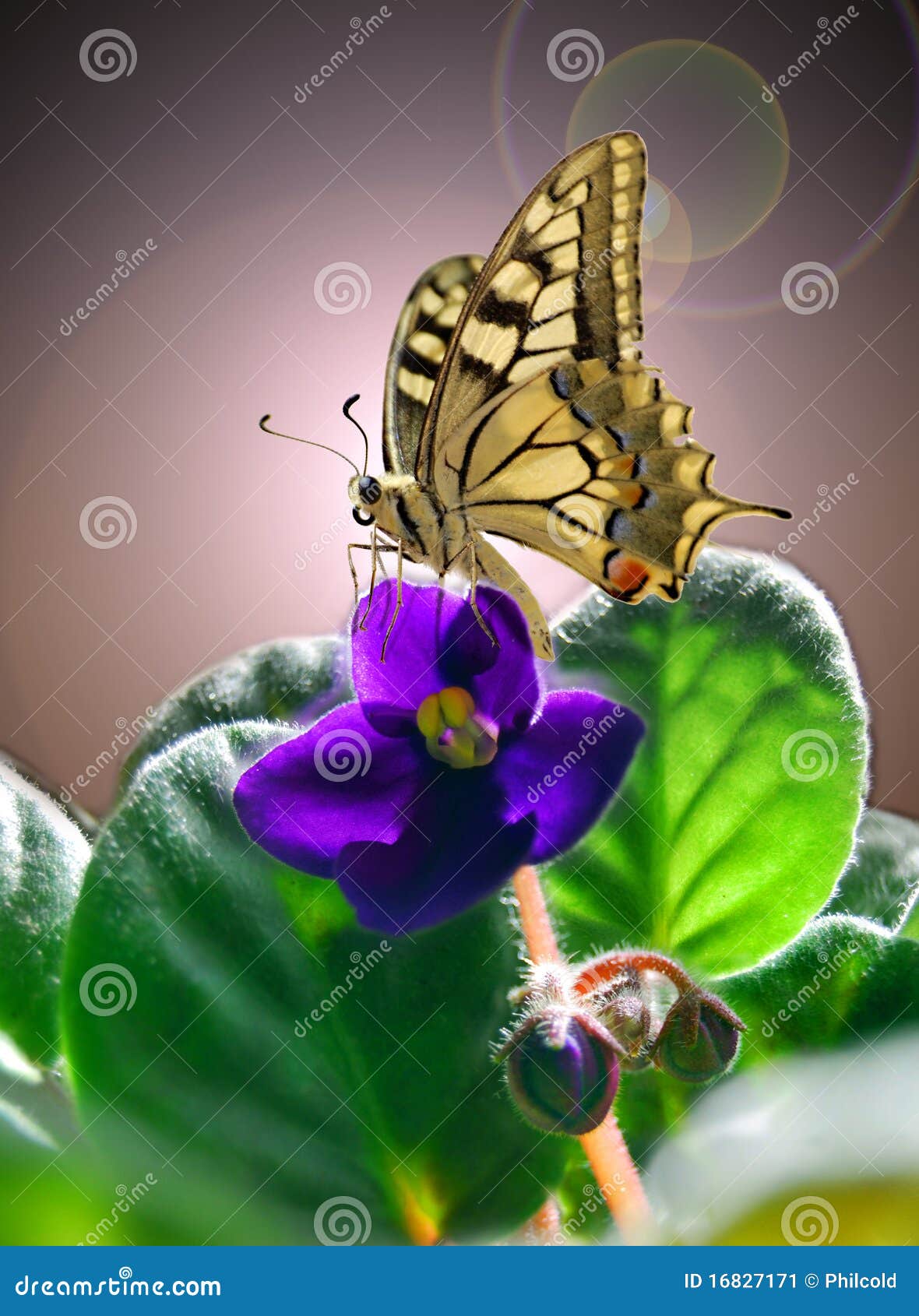 Violet and butterfly stock image. Image of peace, harmony - 16827171