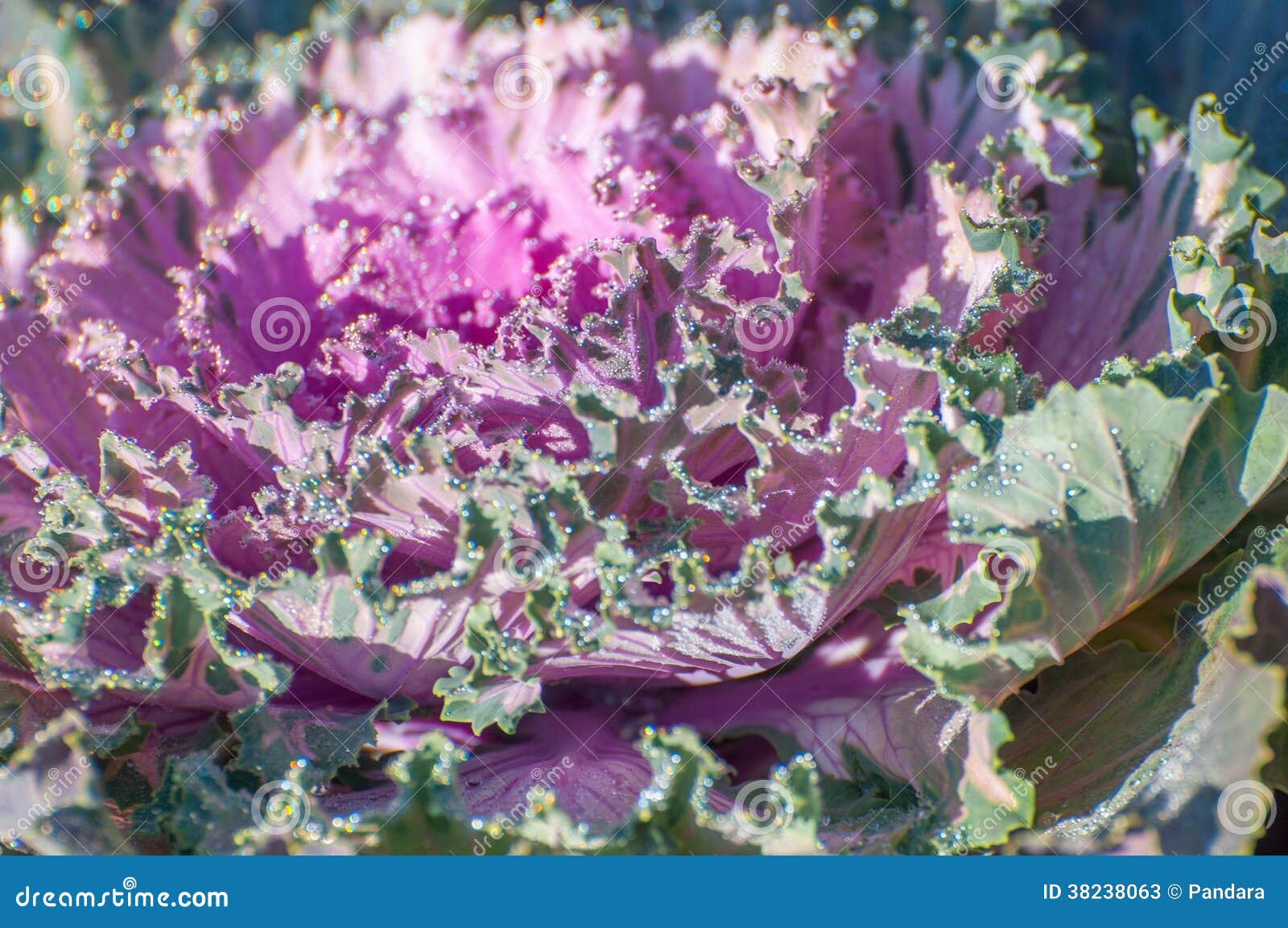 The Violet Cabbage in a Farm Stock Image - Image of cabbage, healthy ...