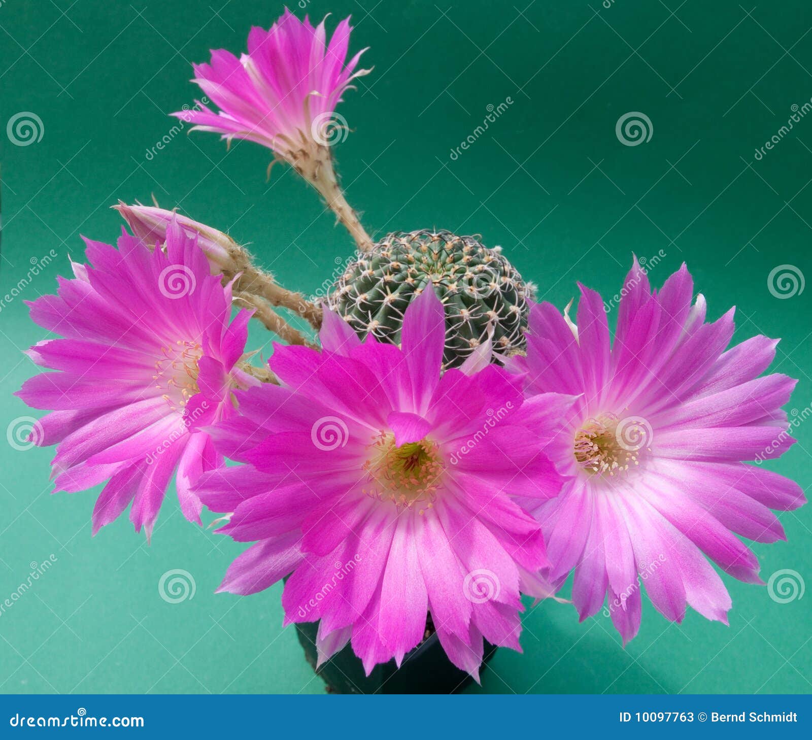 Violet cactus blossom stock image. Image of lobivia, cactus - 10097763