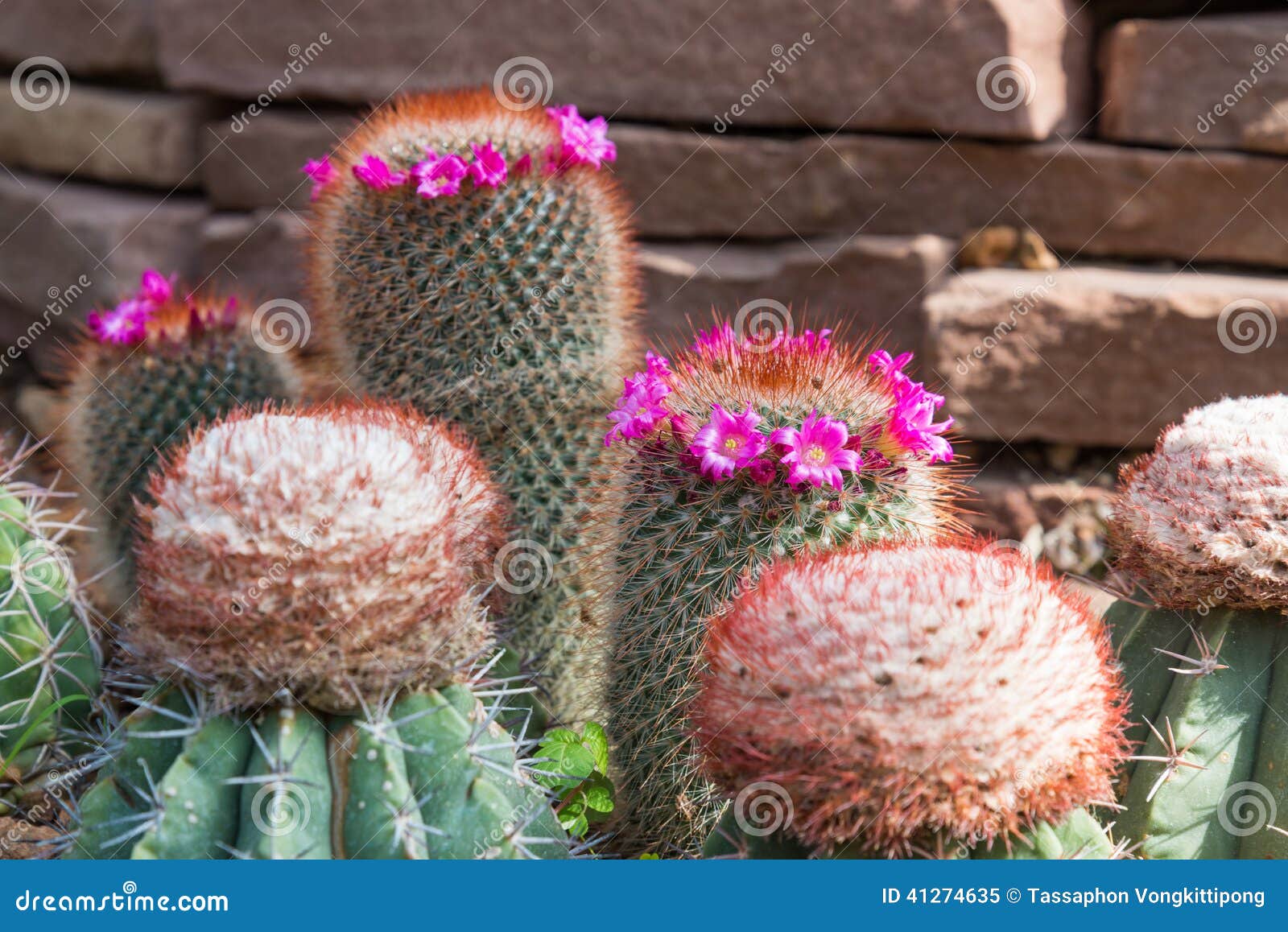 Violet cactus flowers stock image. Image of agave, closeup - 41274635