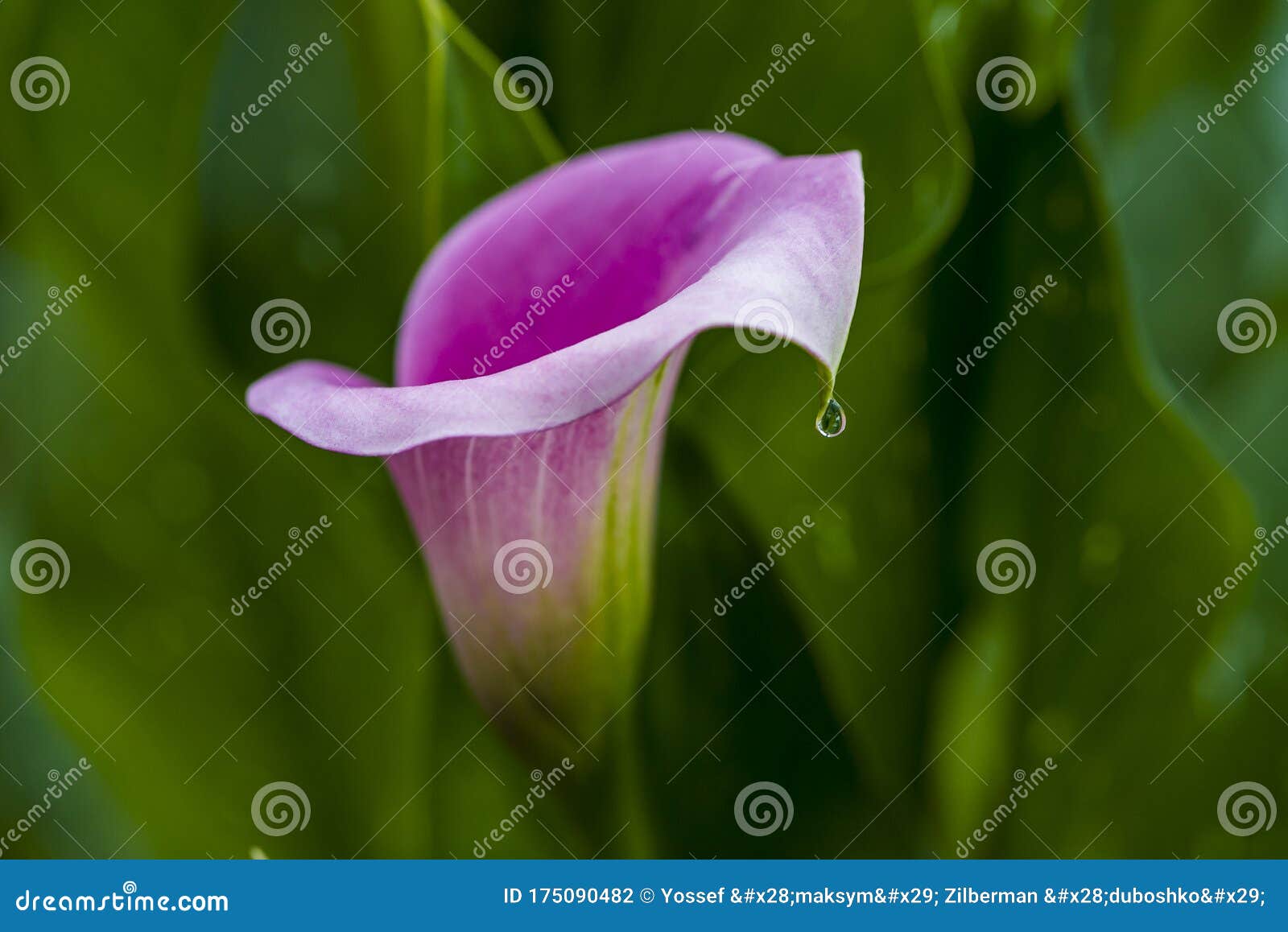 Violet Calla Lily with a Droplet on the Tip Stock Photo - Image of ...