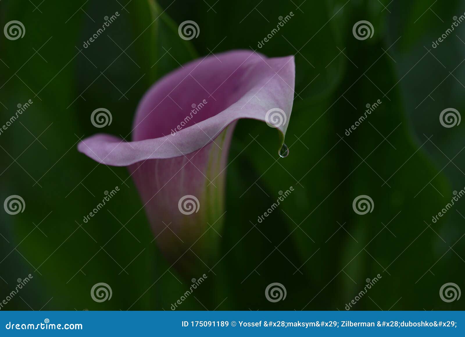 Violet Calla Lily with a Droplet on the Tip Stock Image - Image of ...