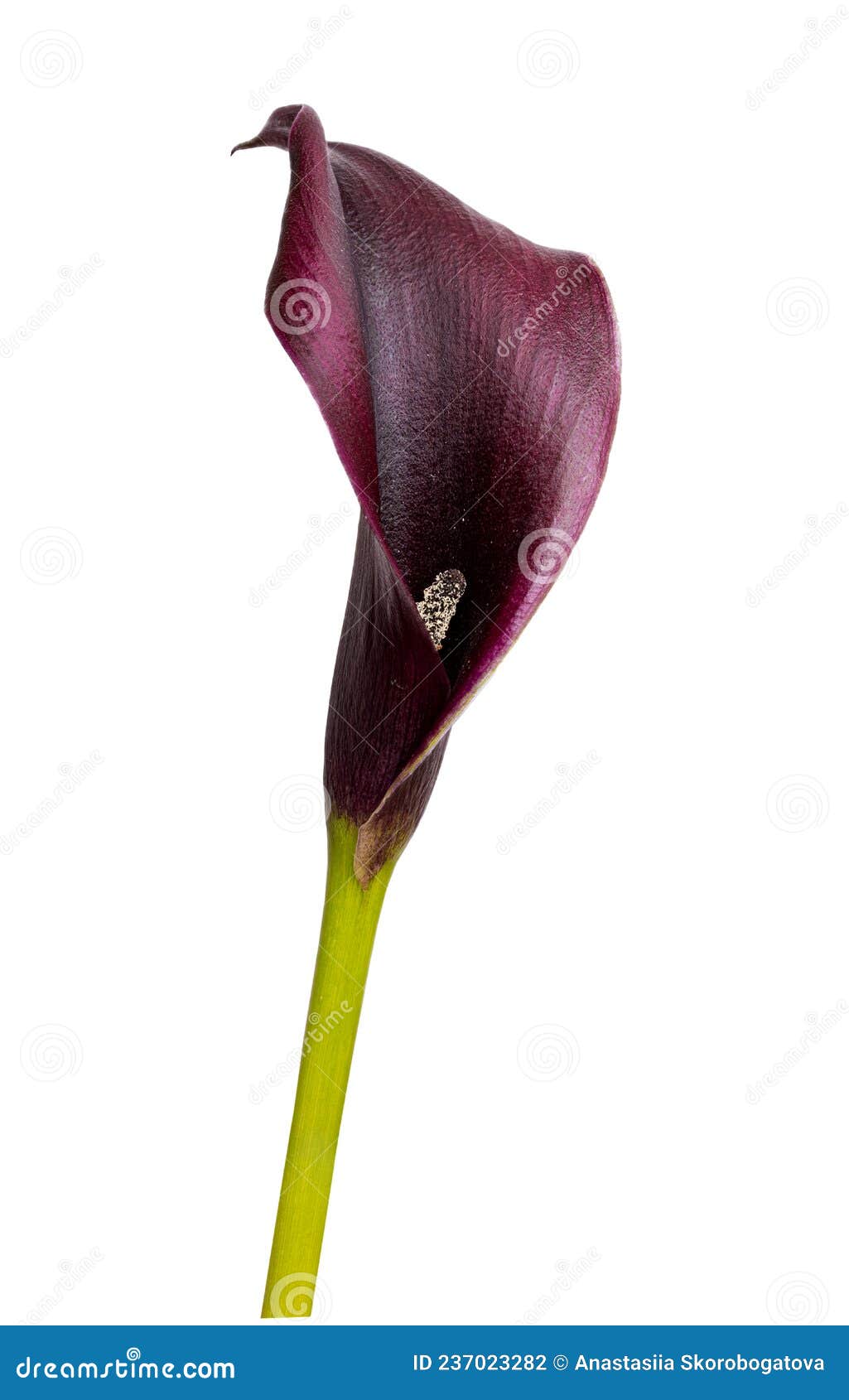 Violet Calla Flower Isolated on White Background Stock Photo - Image of ...
