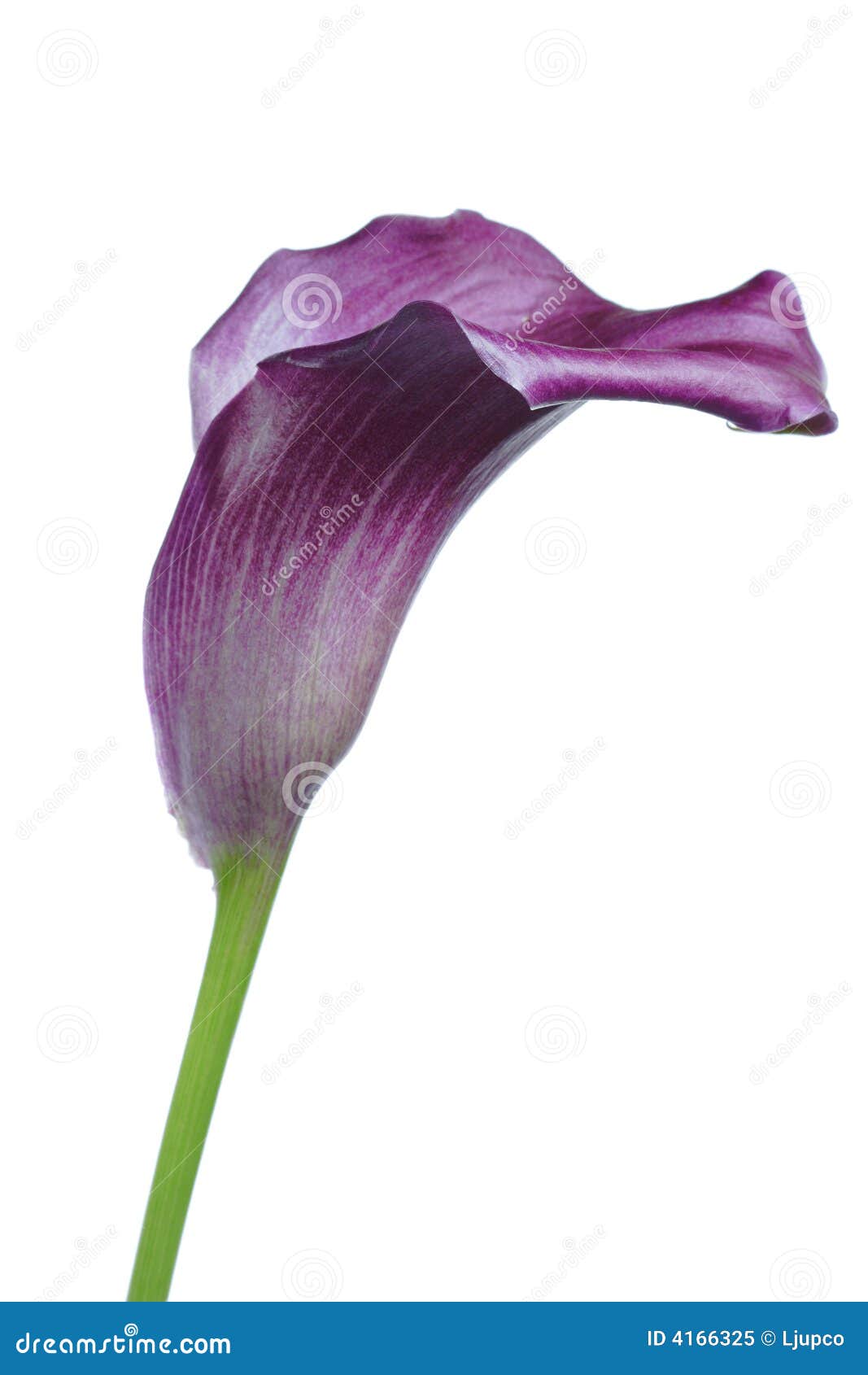 Violet calla Lilly flower stock image. Image of lily, budding - 4166325