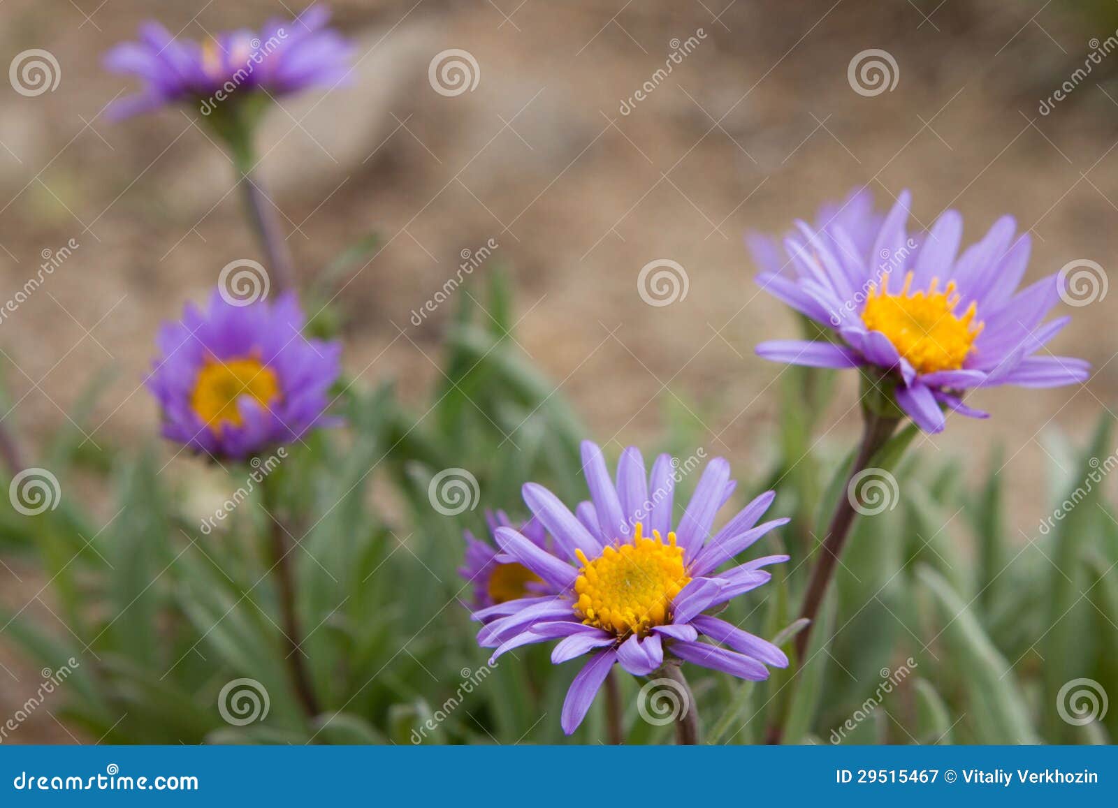 Violet Camomiles (the Alpine Aster) Stock Image - Image of group ...