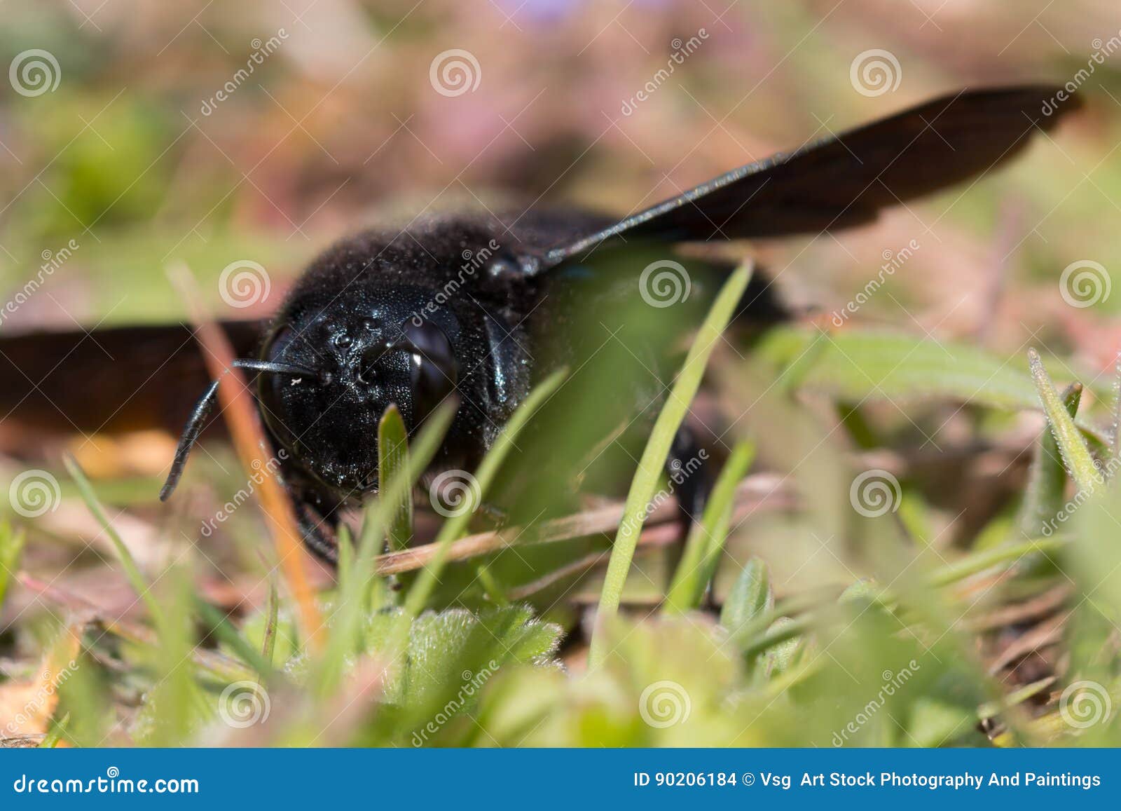Violet carpenter bee stock photo. Image of aggression - 90206184