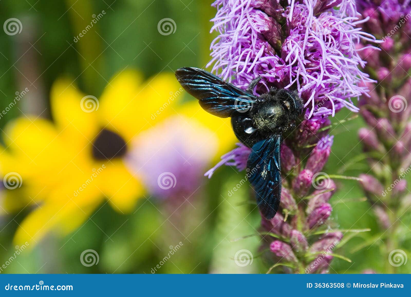 Violet carpenter bee stock photo. Image of summer, small - 36363508