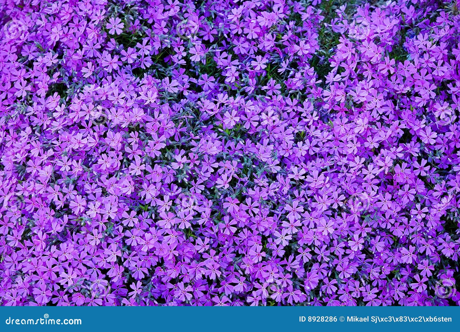 Violet carpet stock photo. Image of space, color, violet - 8928286