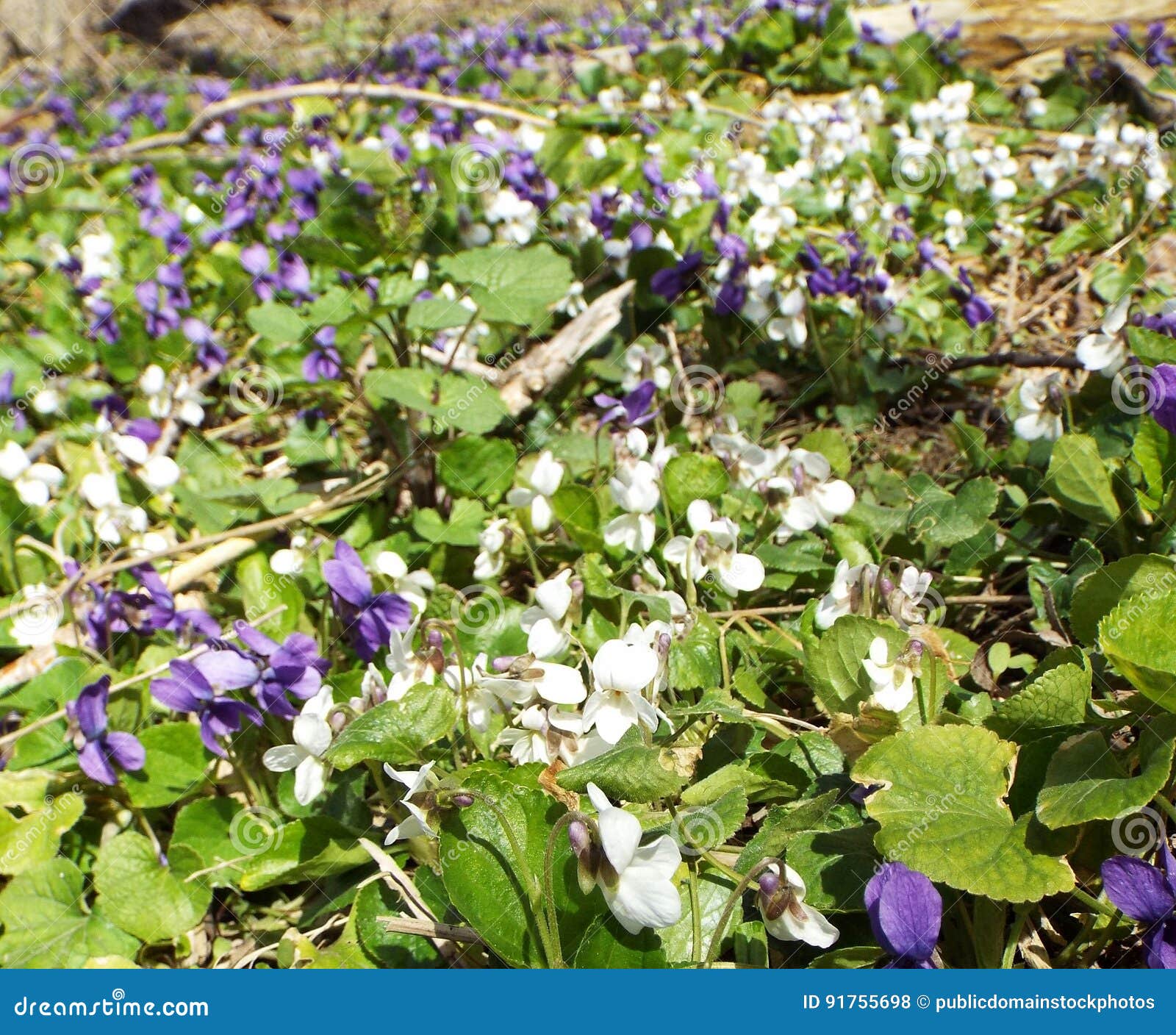 Violet Carpet Picture. Image: 91755698