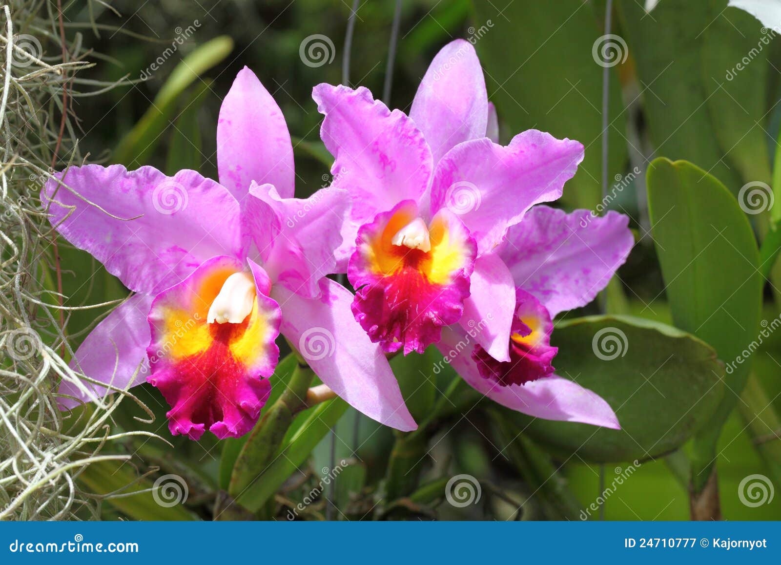 Violet Cattleya Orchid Flower Stock Image - Image of care, botanical ...