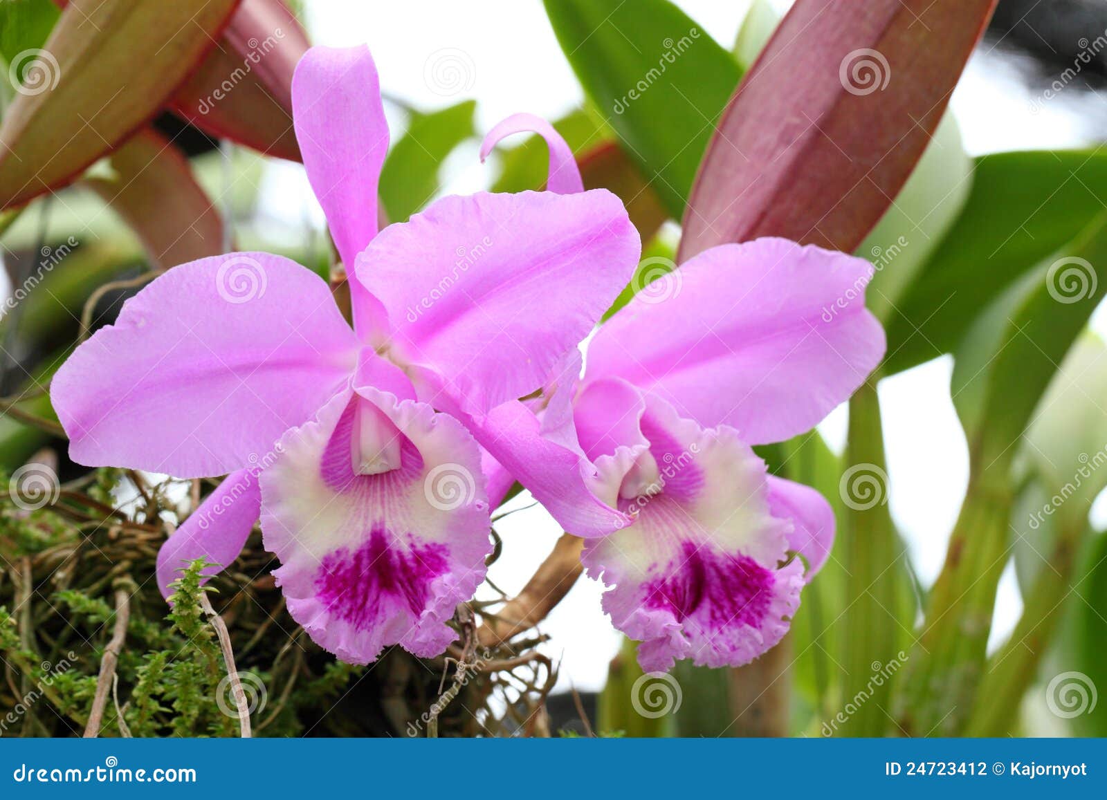 Violet Cattleya Orchid Flower Stock Photo - Image of gardening, closeup ...
