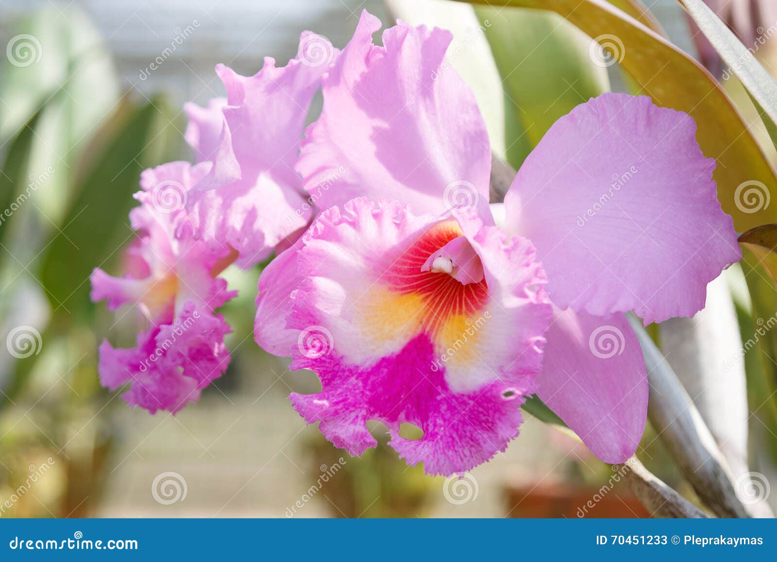 Violet Cattleya Orchid Flower Stock Image - Image of flower, tropical ...