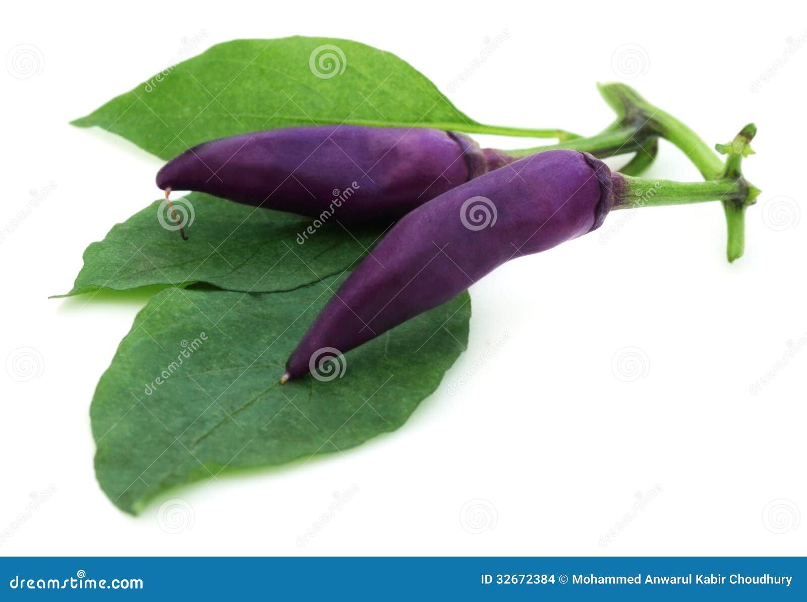 Violet Chili Peppers with Green Leaves Stock Photo - Image of ...
