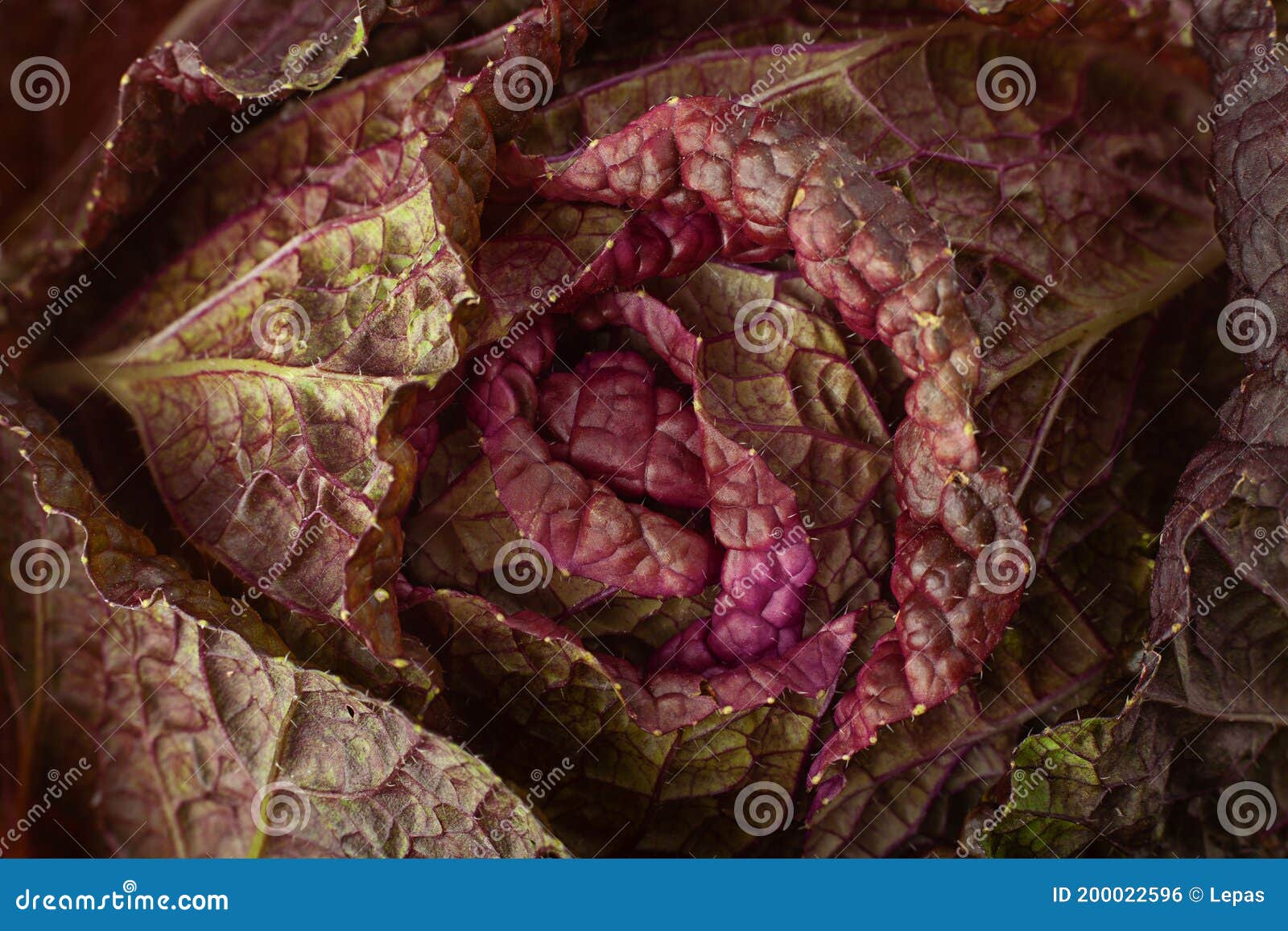 Violet Chinese Cabbage Closeup Background Stock Photo - Image of ...