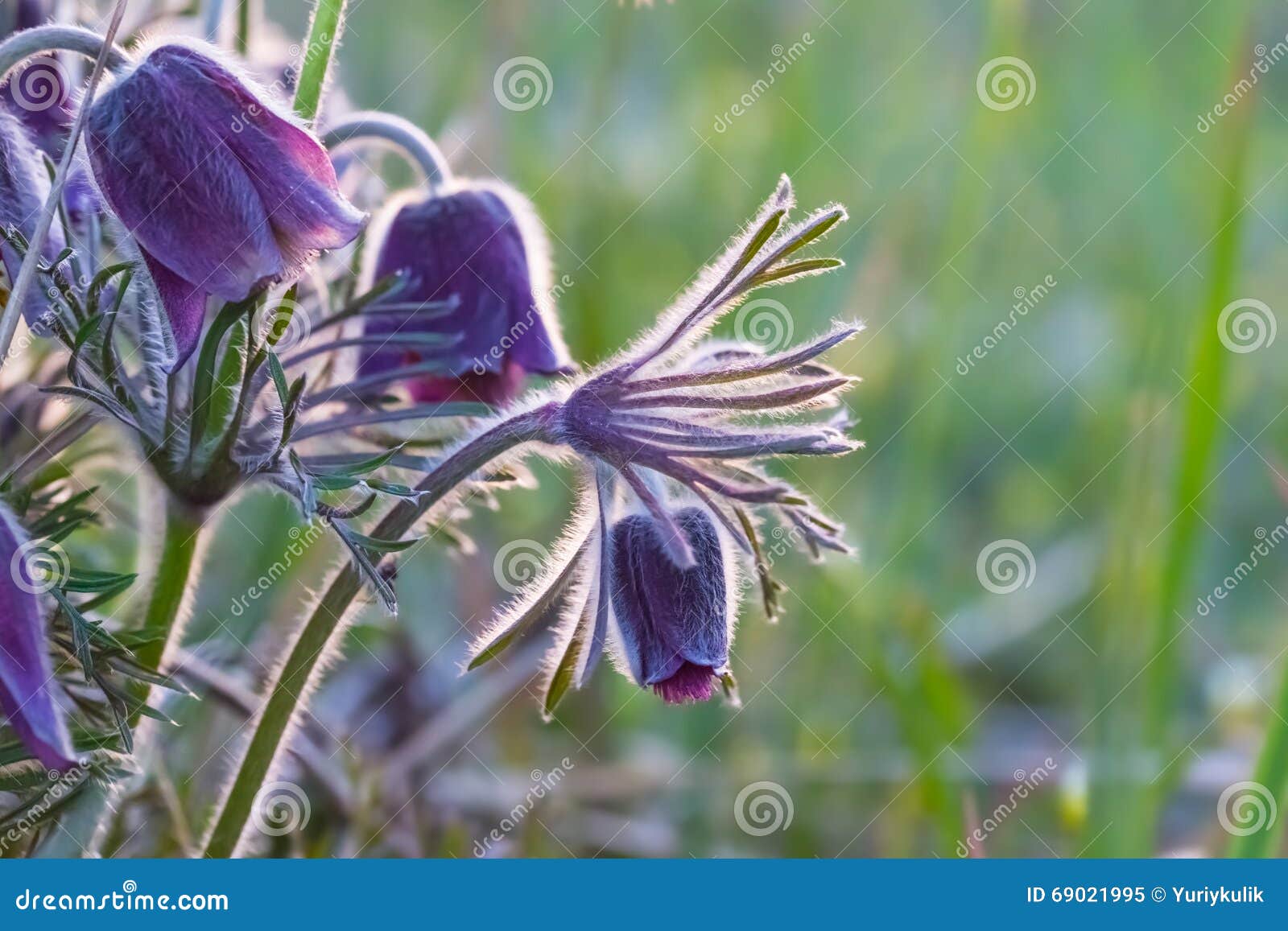 Violet Closeup Spring Bells Stock Image - Image of blossom, bell: 69021995