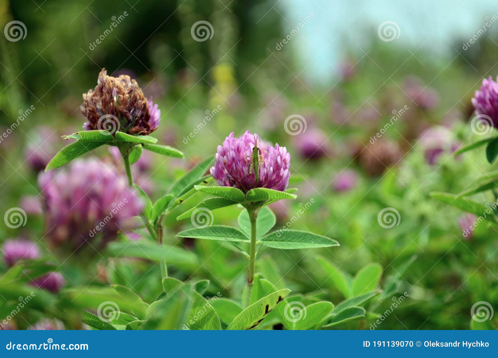 Violet Clover Flowers are Blooming Stock Photo - Image of group ...