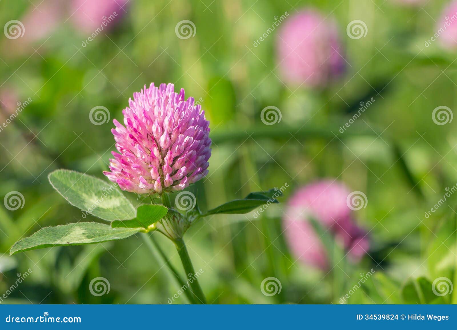 Violet clover stock photo. Image of blue, botany, bright - 34539824