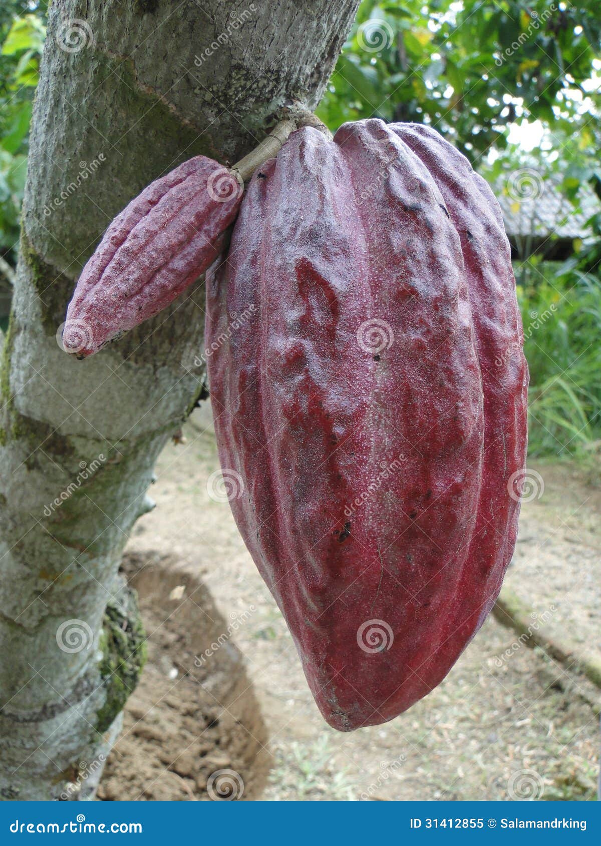 Violet cocoa pod stock image. Image of cocoa, forest - 31412855