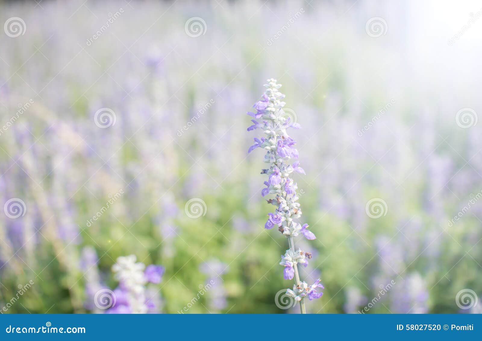 Violet color flower fields stock photo. Image of sweet - 58027520
