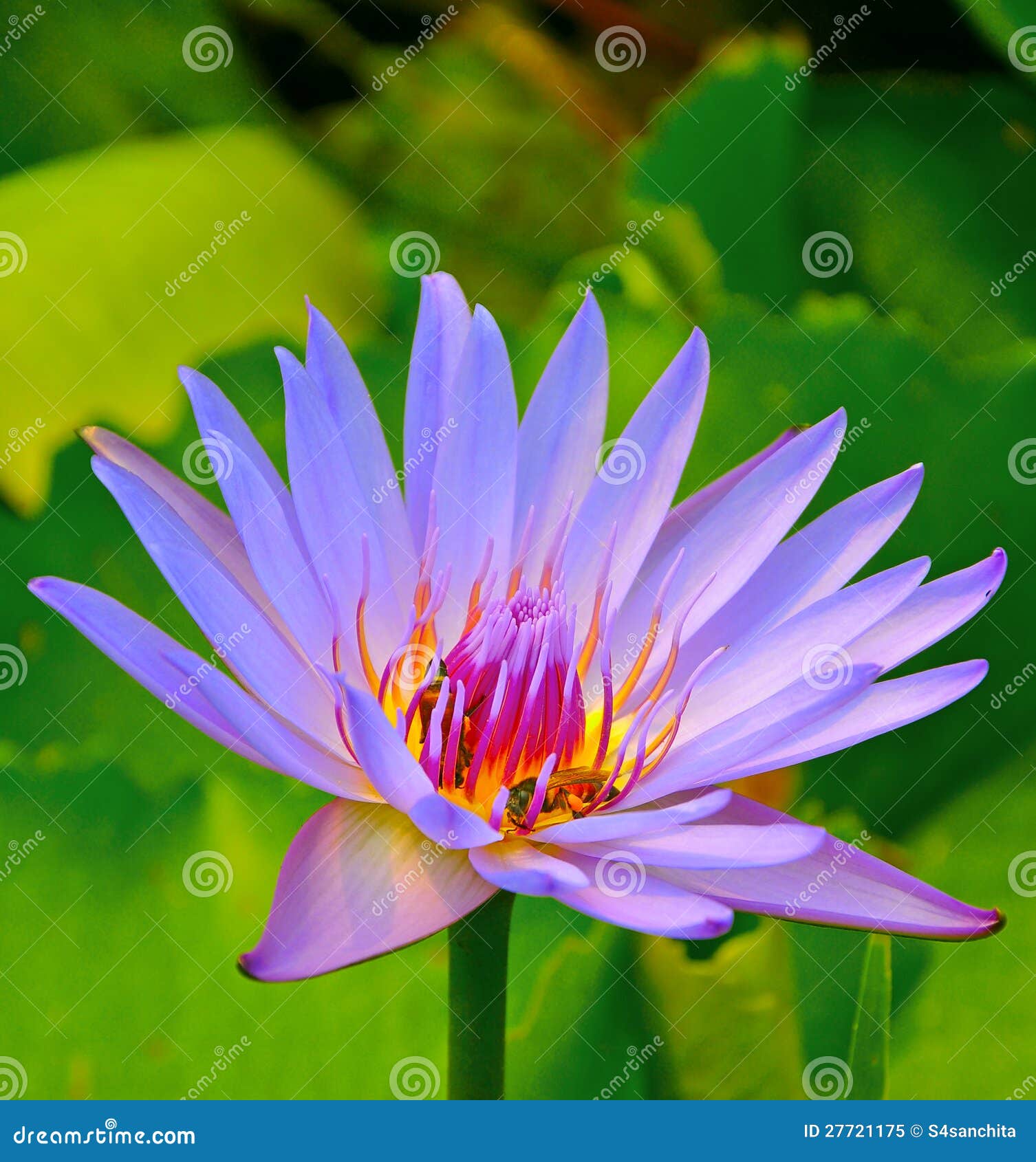 Violet colored lotus stock image. Image of nectar, flower - 27721175