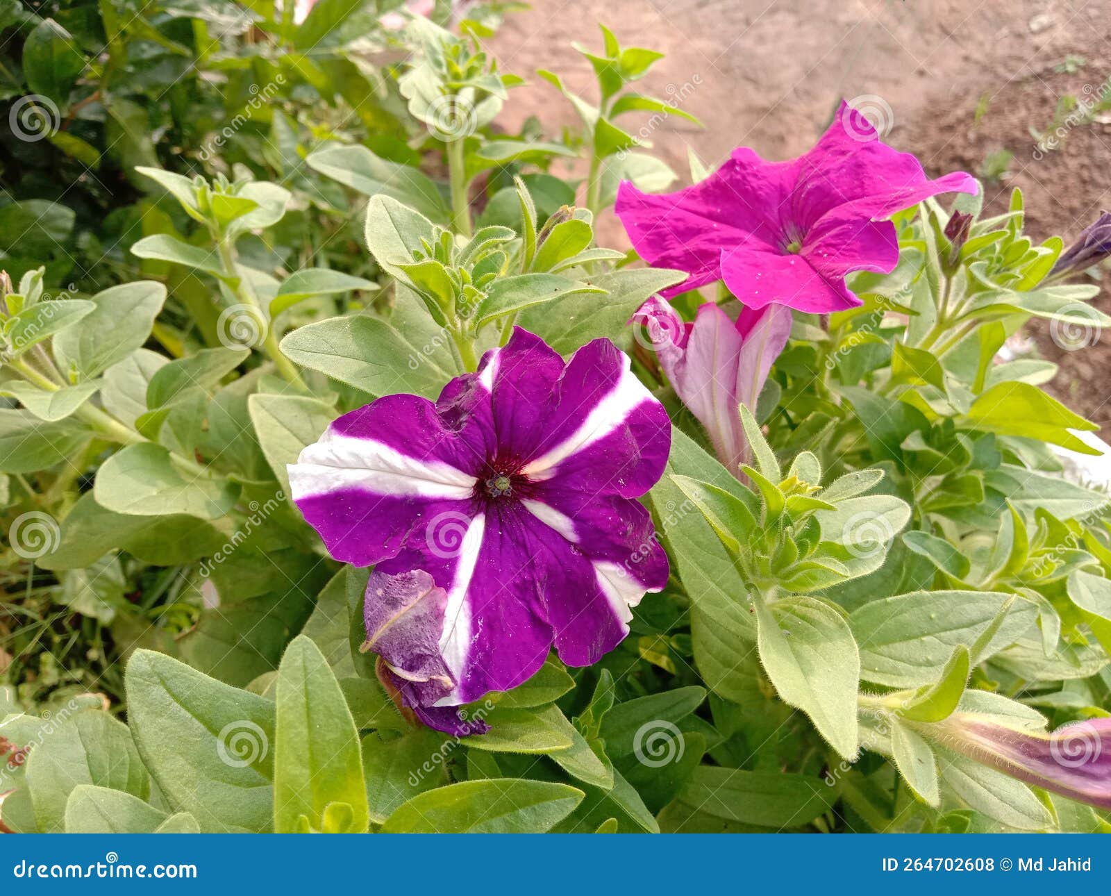 Violet Colored Surfinia Flower on Tree Stock Photo - Image of ...