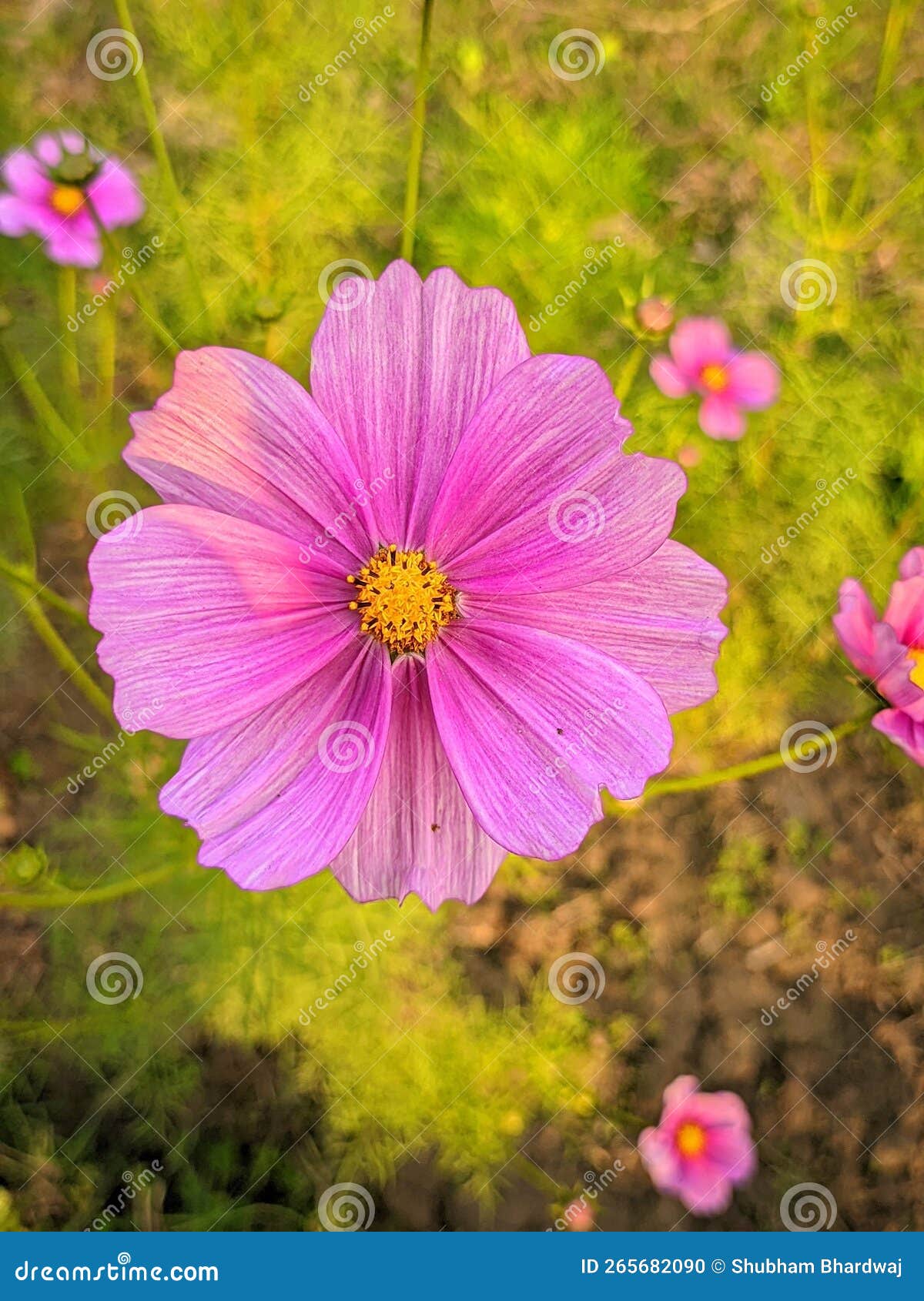 Violet Colour Flowers Picture Stock Photo - Image of meadow, field ...