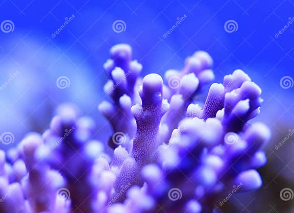 Violet coral stock image. Image of marine, hard, seascape - 28017539
