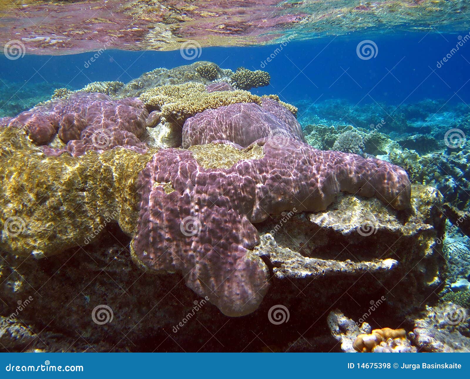 Violet coral reef stock photo. Image of animal, blue - 14675398