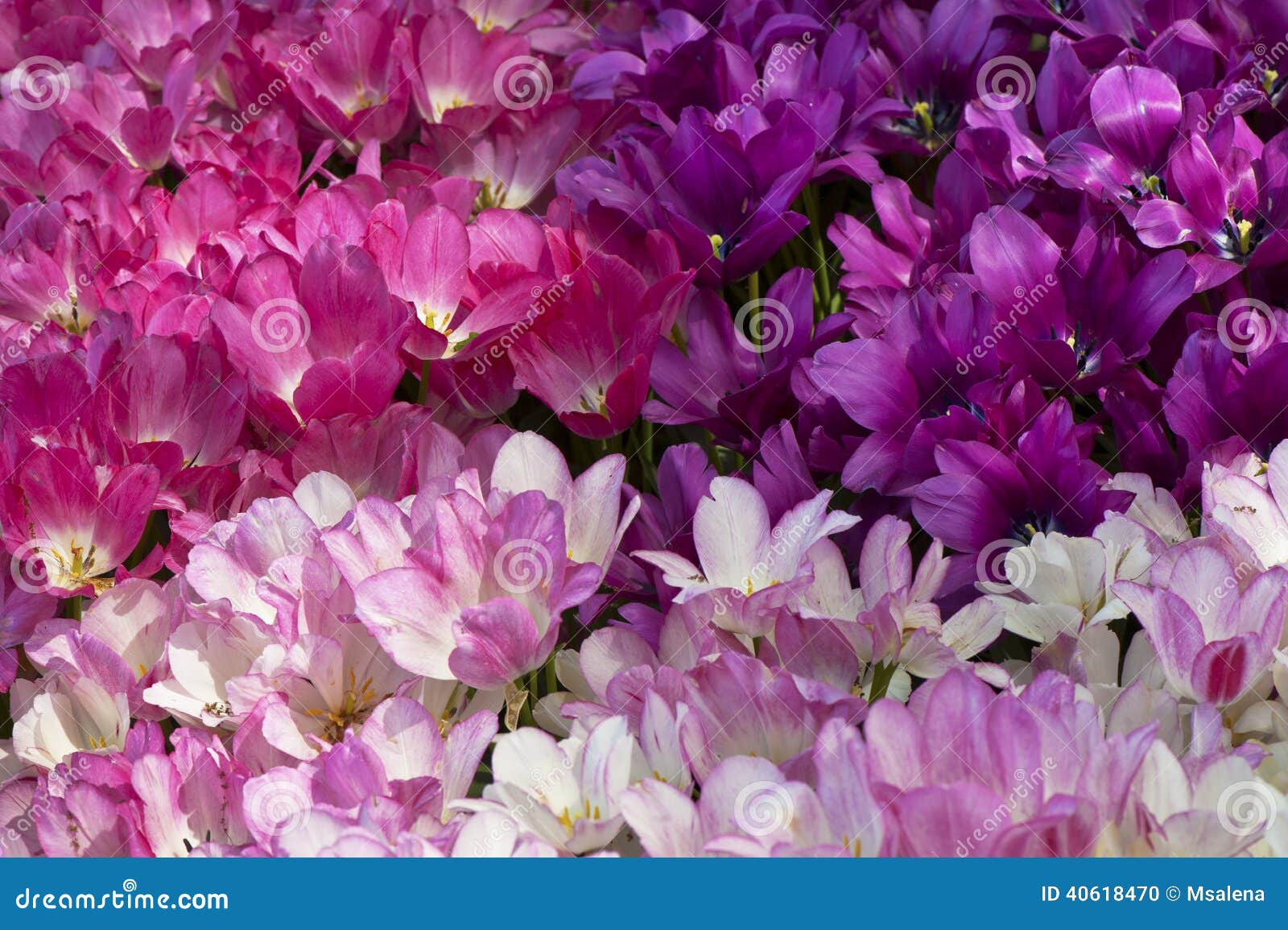 Violet Corner stock photo. Image of species, violet, tender - 40618470