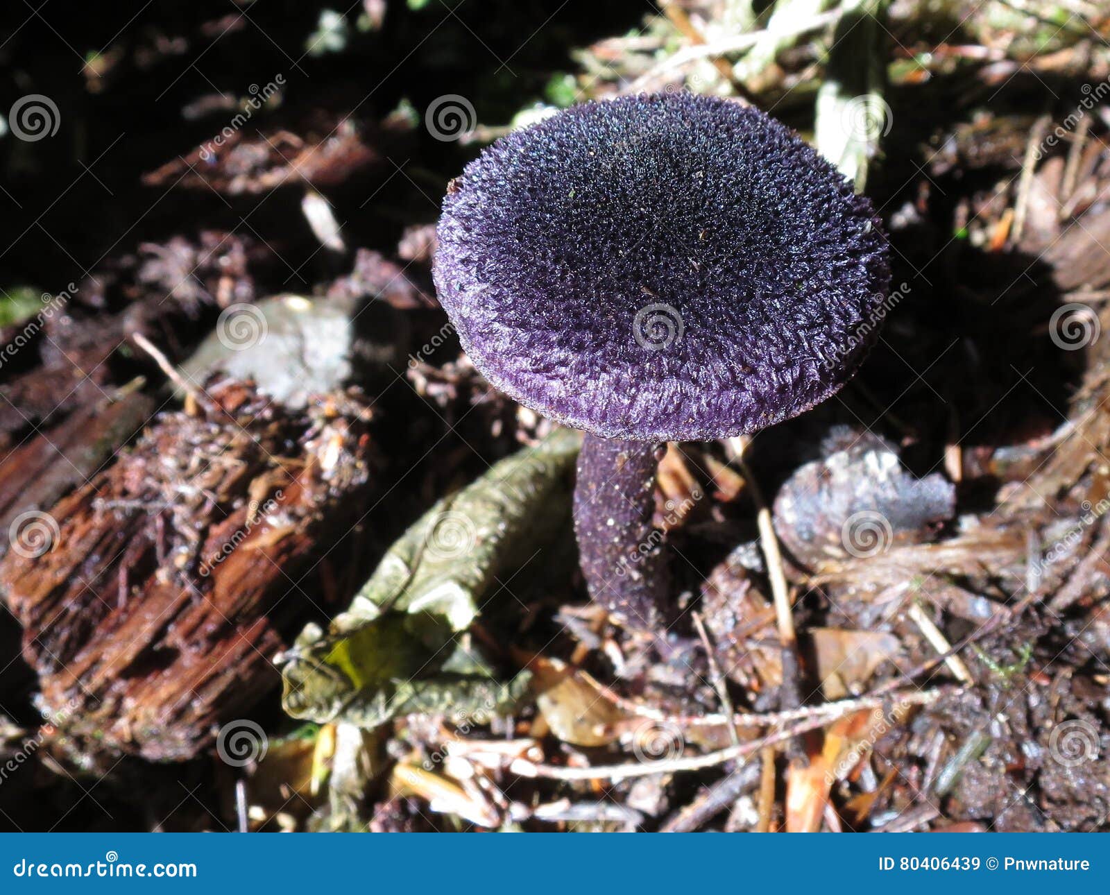 Violet Cort Mushroom imagem de stock. Imagem de corda - 80406439