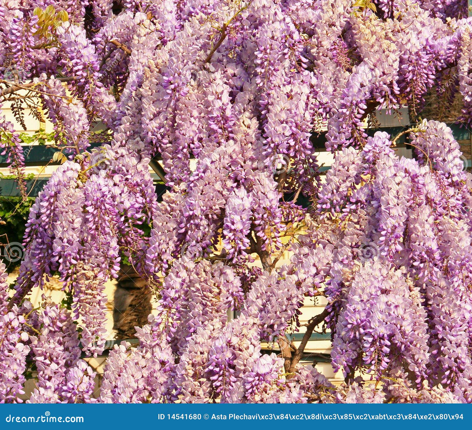 Violet creeper stock photo. Image of foliage, climber - 14541680
